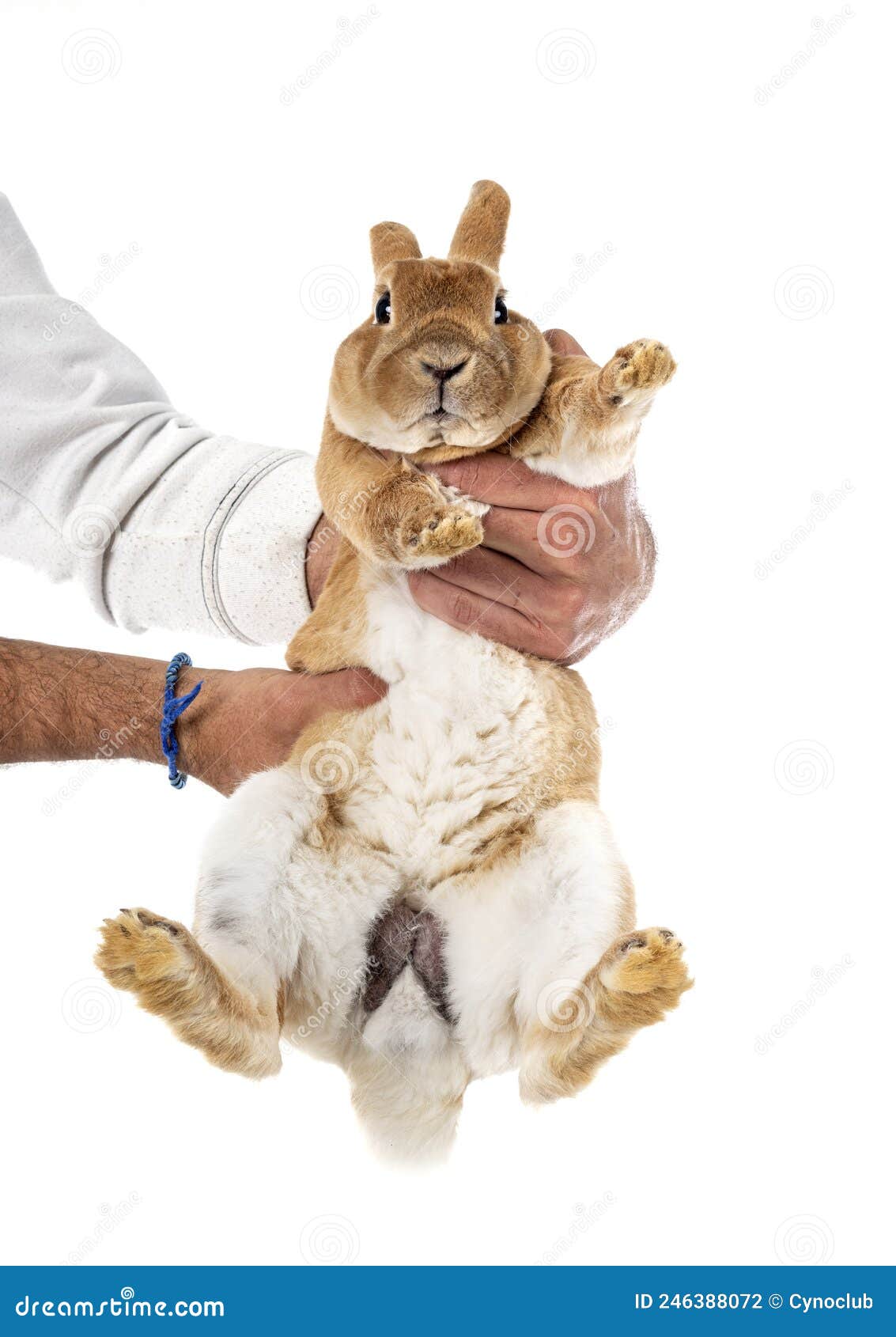 Rabbit Testicle, Cross-section Royalty-Free Stock Photography ...