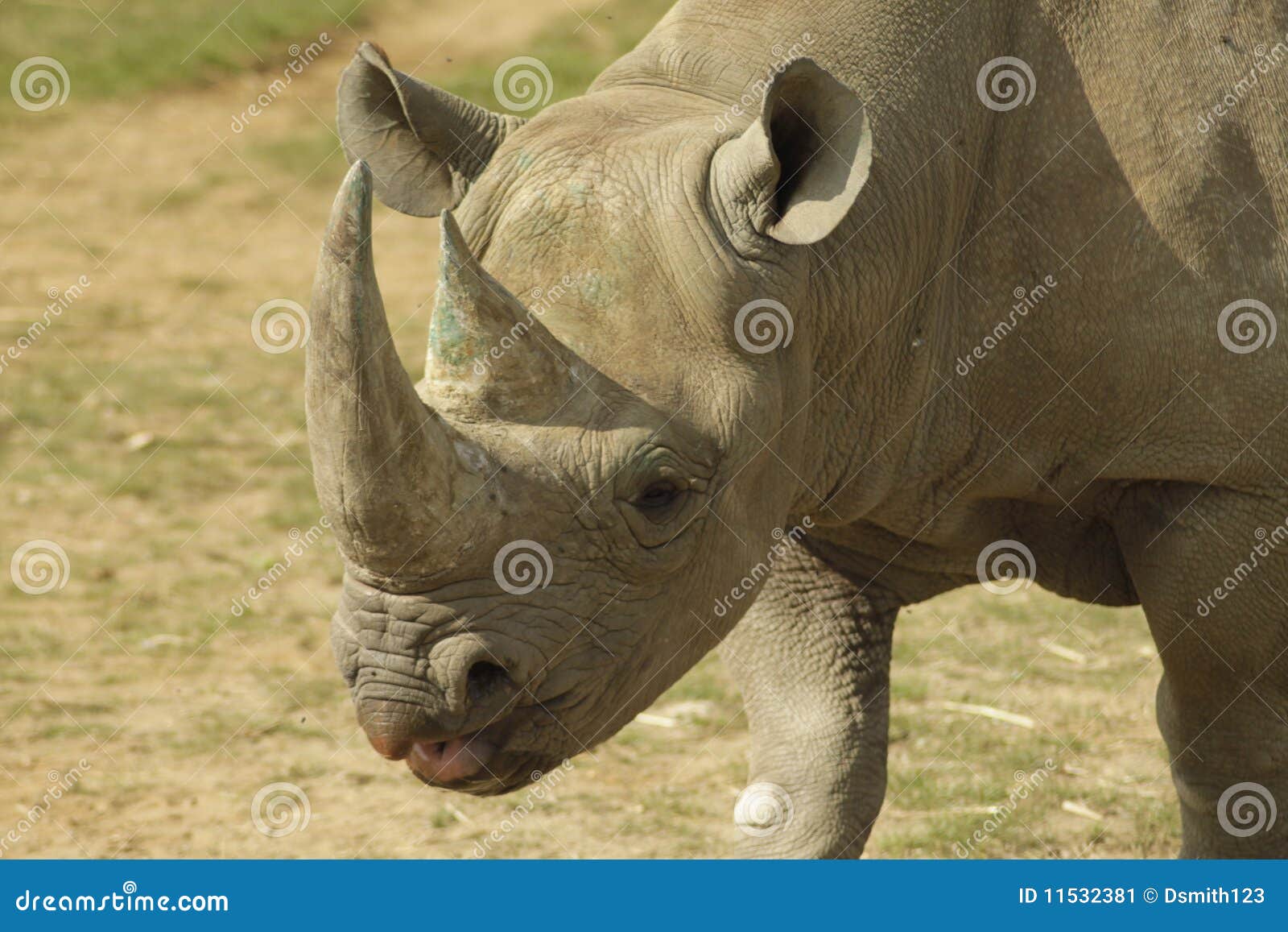 Male Rhino stock image. Image of ears, safari, rhinoceros - 11532381