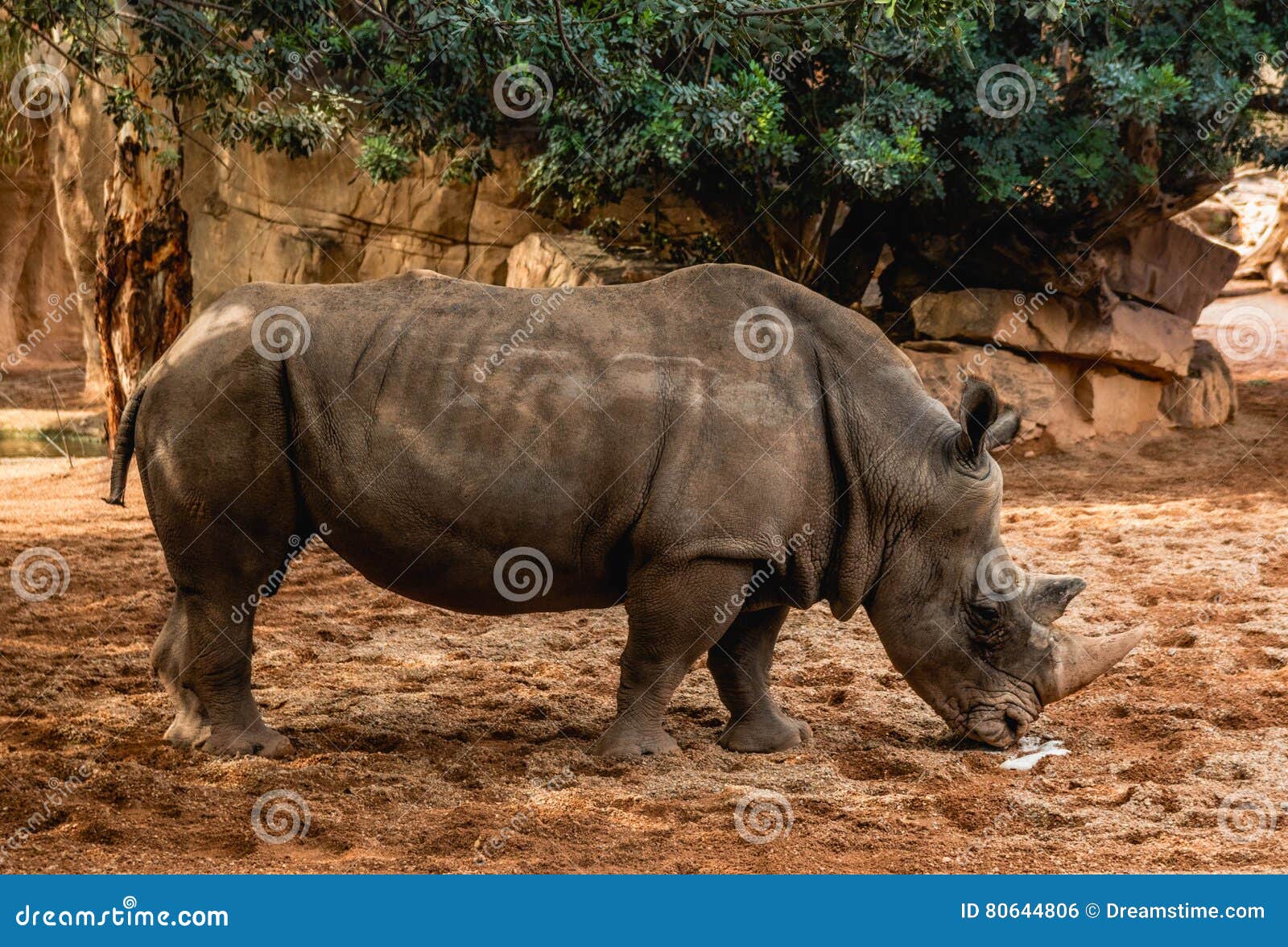 Male Rhino stock photo. Image of cute, rhinoceros, spain - 80644806