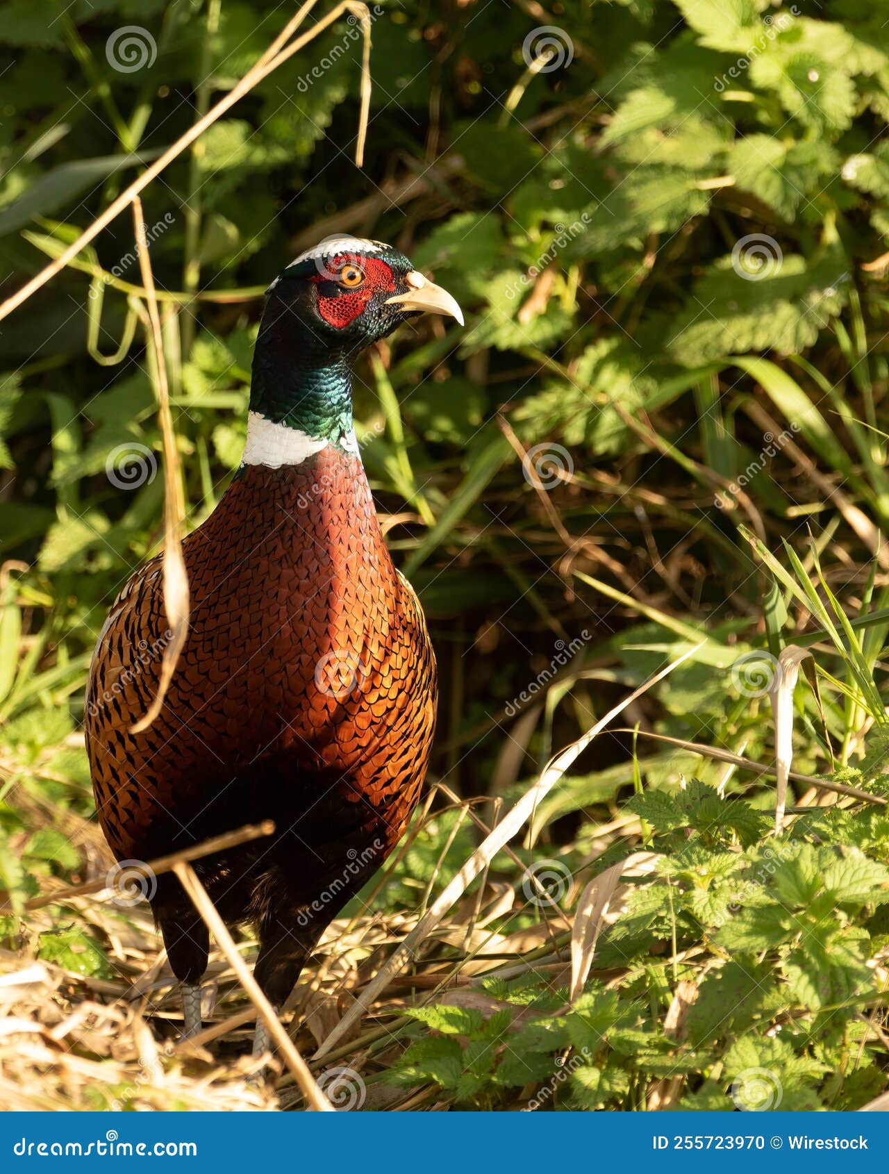 Male Ring-necked Pheasant Foraging on a Grassland Stock Photo - Image ...