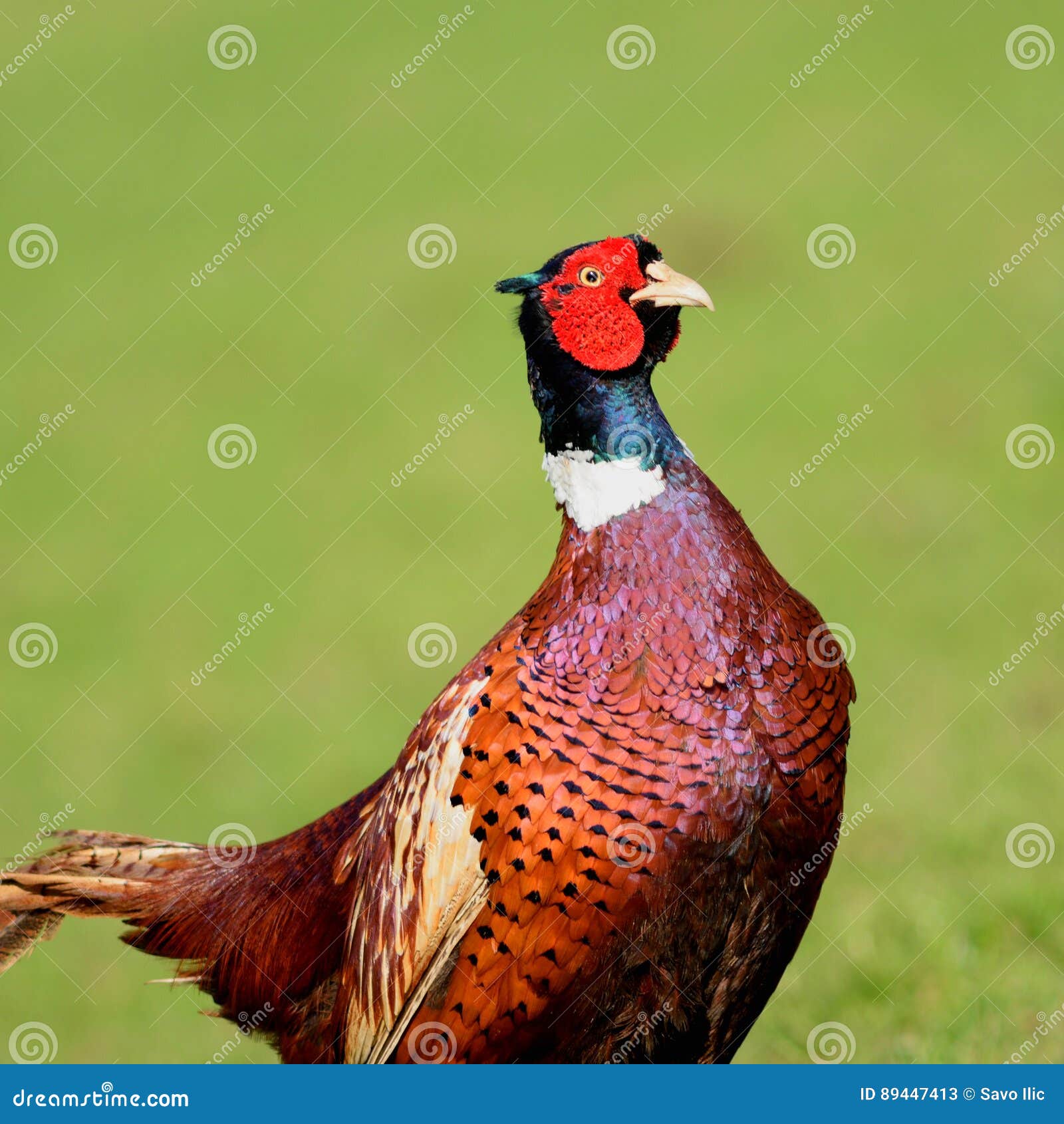 Male ring-necked pheasant stock image. Image of nature - 89447413