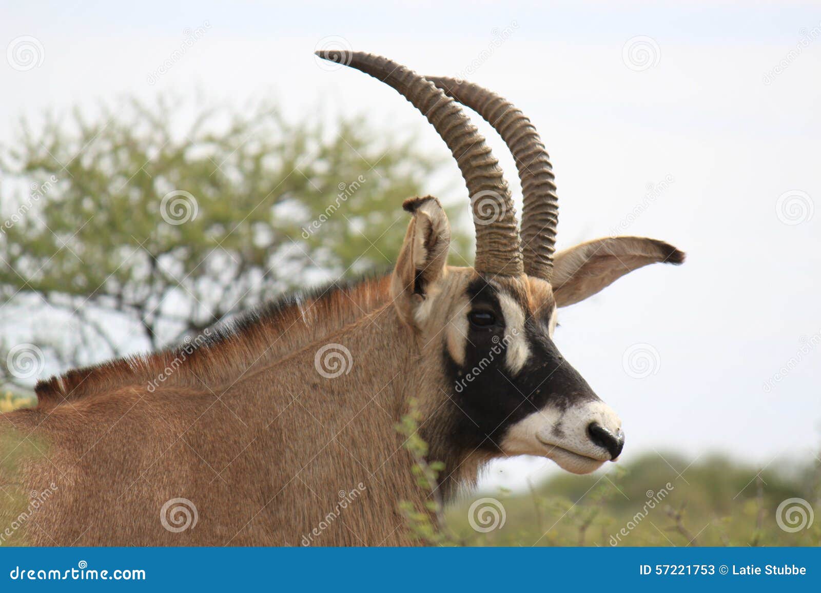 Male Roan stock image. Image of roan, buck, natural, habitat - 57221753