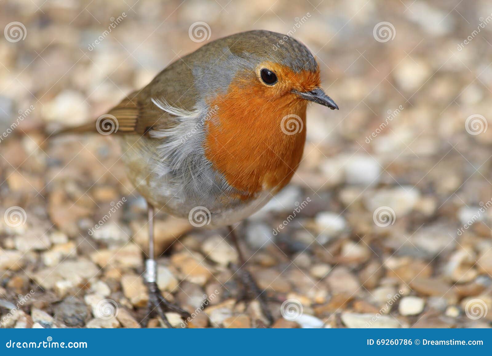 Male Robin stock photo. Image of male, redbreast, orange - 69260786