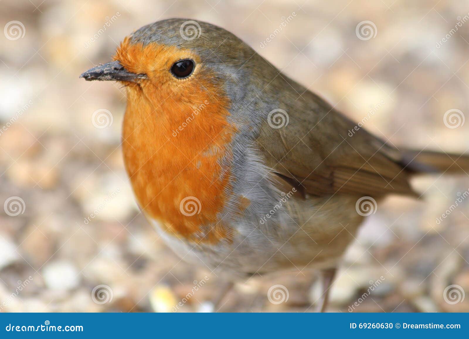Male Robin stock photo. Image of wing, feathers, robin - 69260630