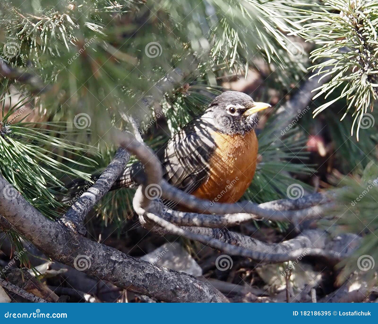 Turdis Migrators Stock Photos - Free & Royalty-Free Stock Photos from ...