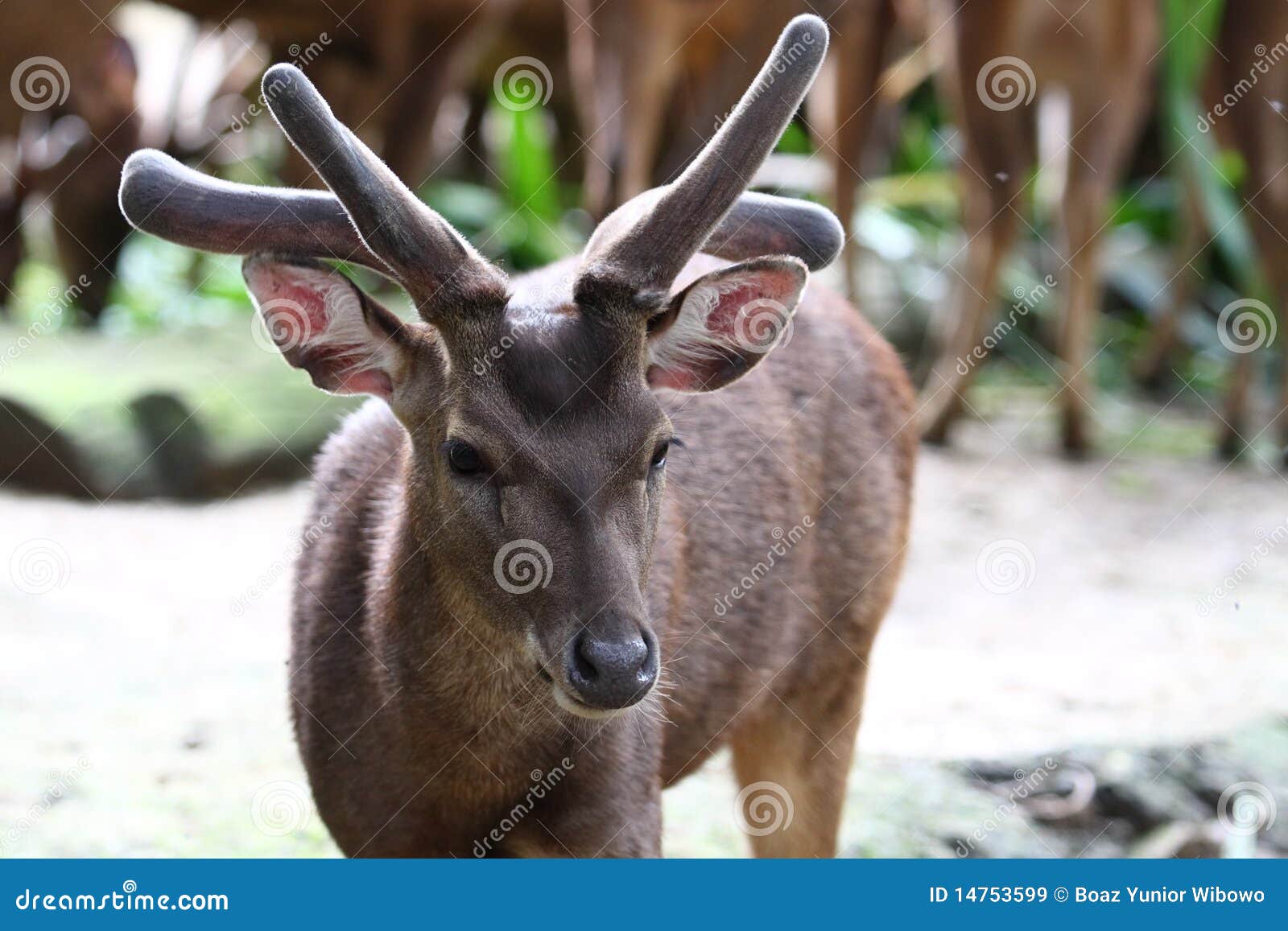 A Male Roe Deer stock image. Image of white, male, wildlife - 14753599