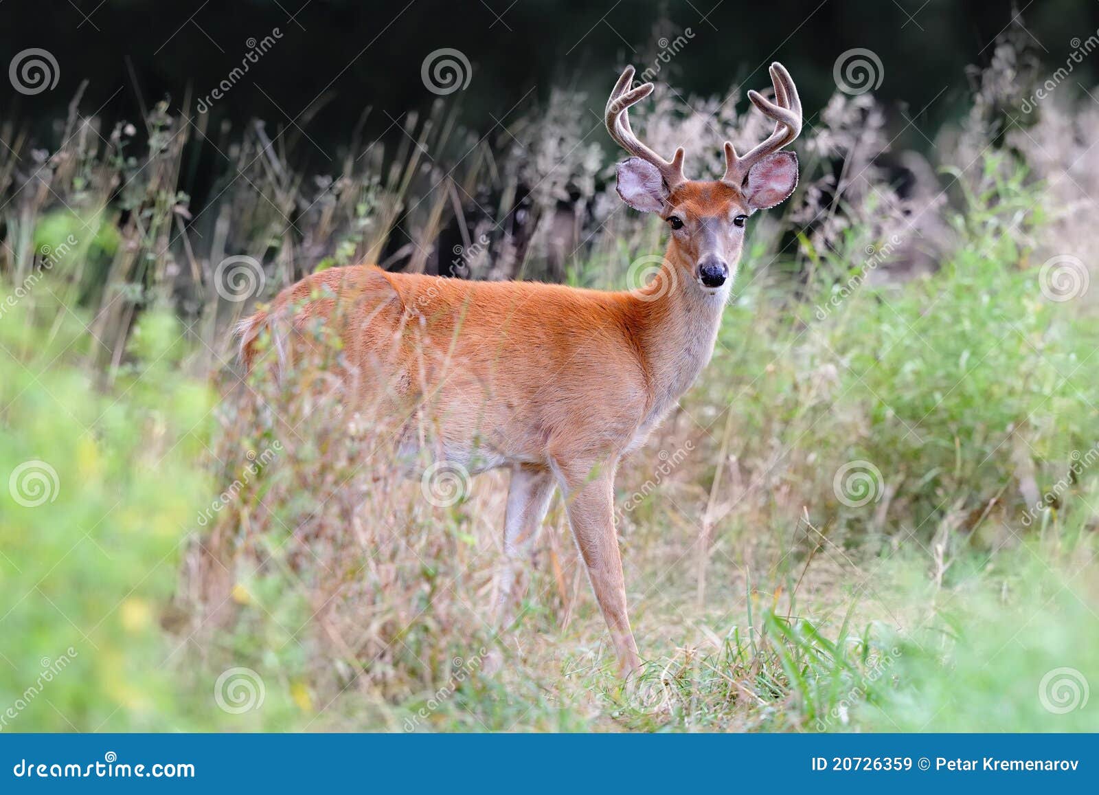 A male roe deer stock image. Image of game, green, ears - 20726359