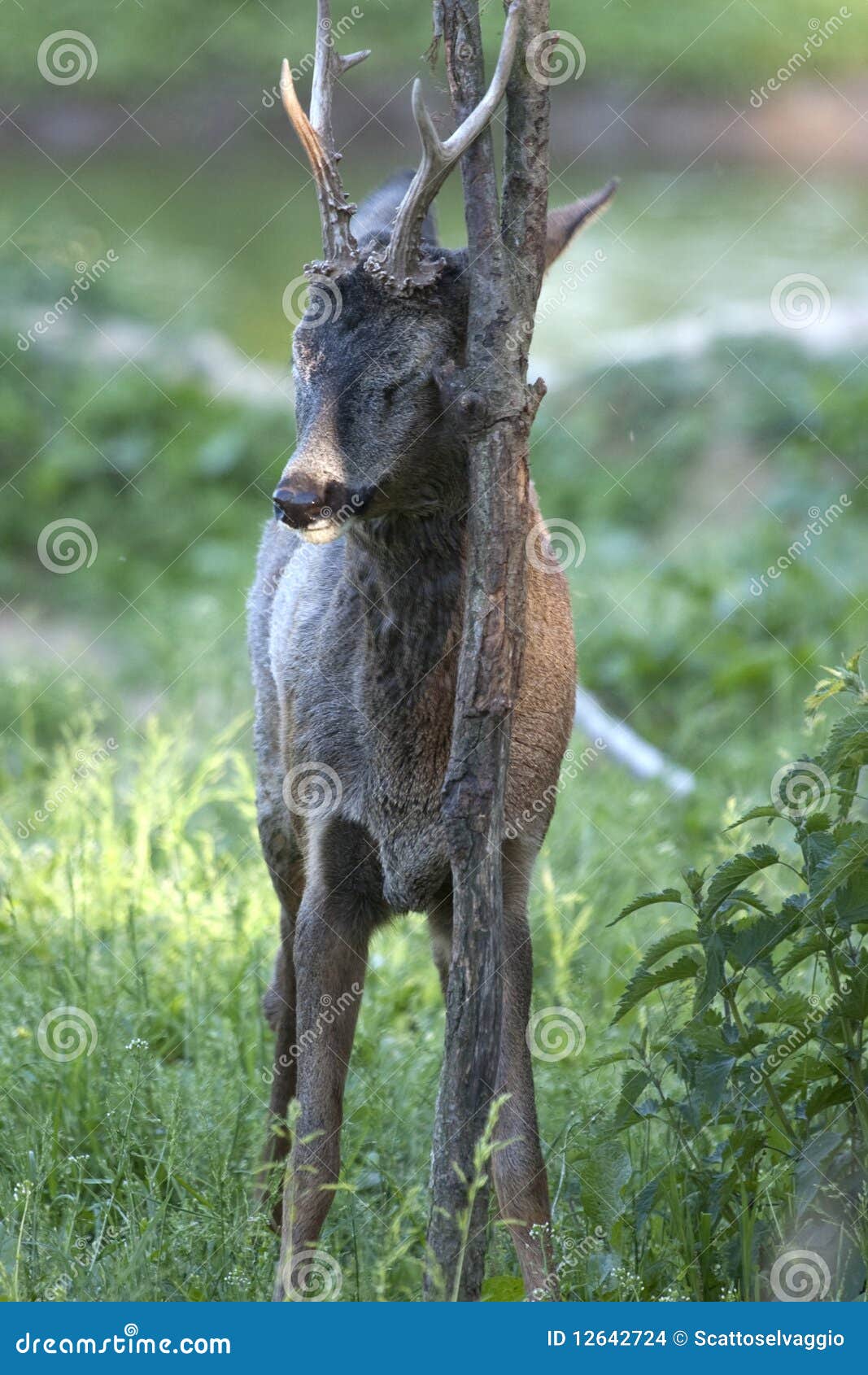 Male Roe Deer (Capreolus Capreolus) Stock Photo - Image of bambi ...