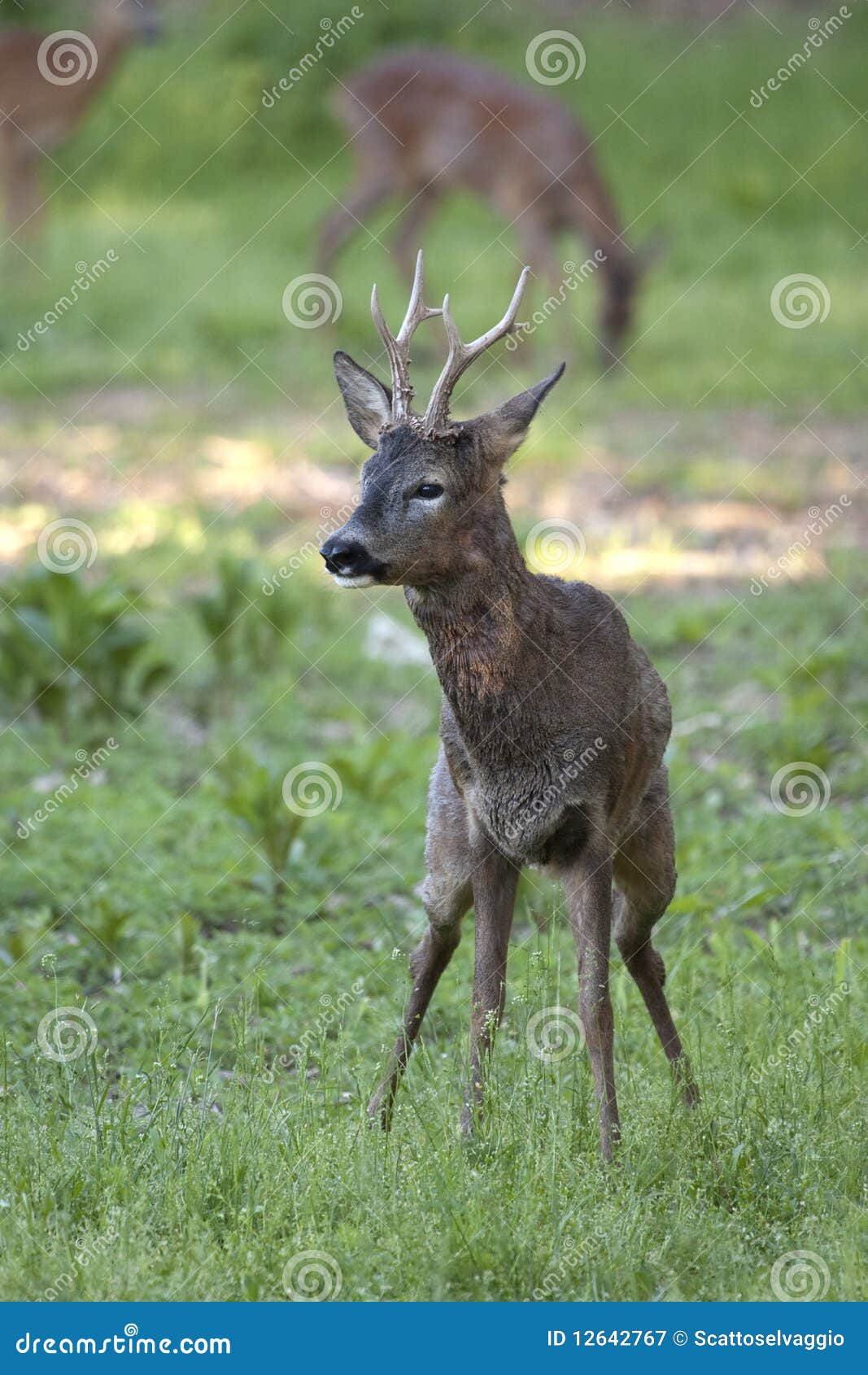 Male Roe Deer (Capreolus Capreolus) Stock Image - Image of season ...