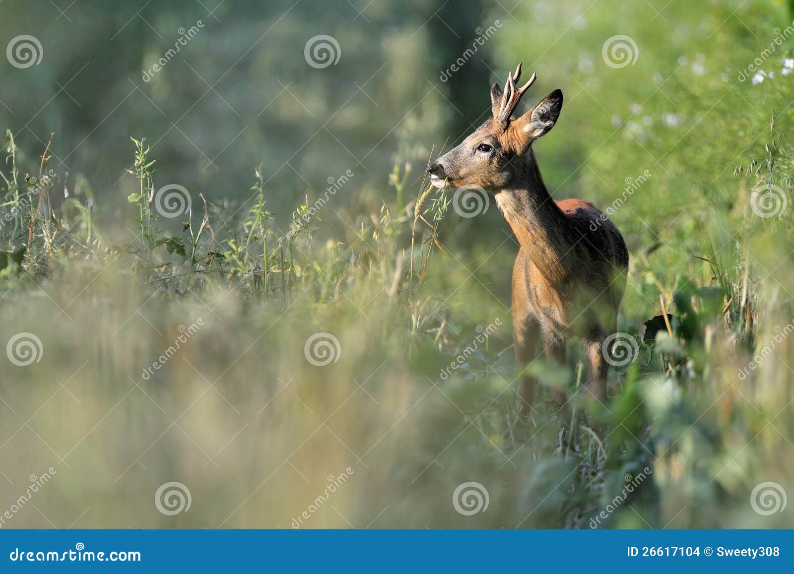 Male roe deer in field stock photo. Image of grass, standing - 26617104