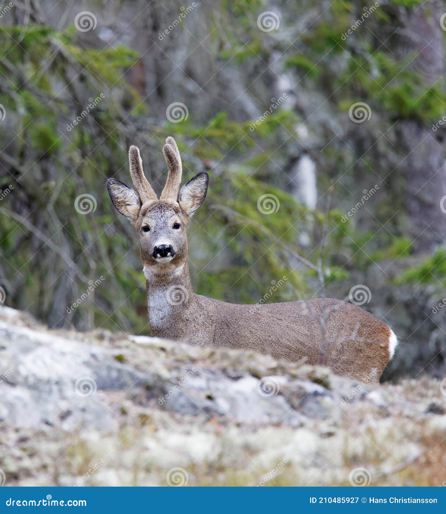 Male Roe Deer with Horn in the Forest Stock Image - Image of nature ...