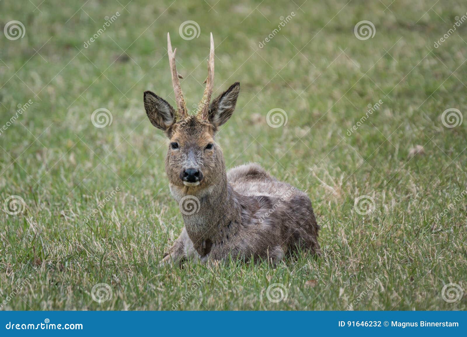 Male roe deer stock photo. Image of resting, male, mammal - 91646232