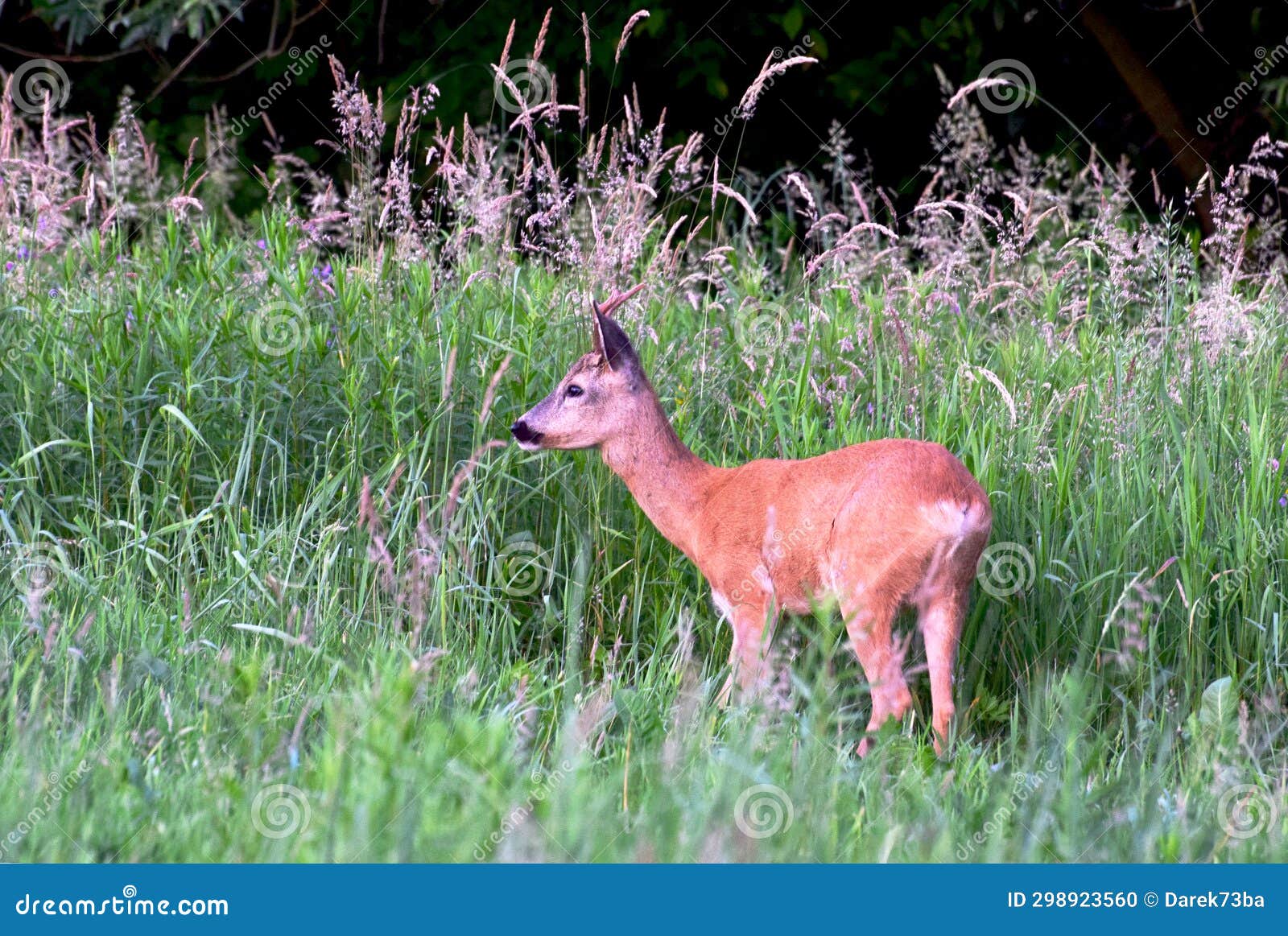 Male roe deer stock photo. Image of squirrel, pasture - 298923560