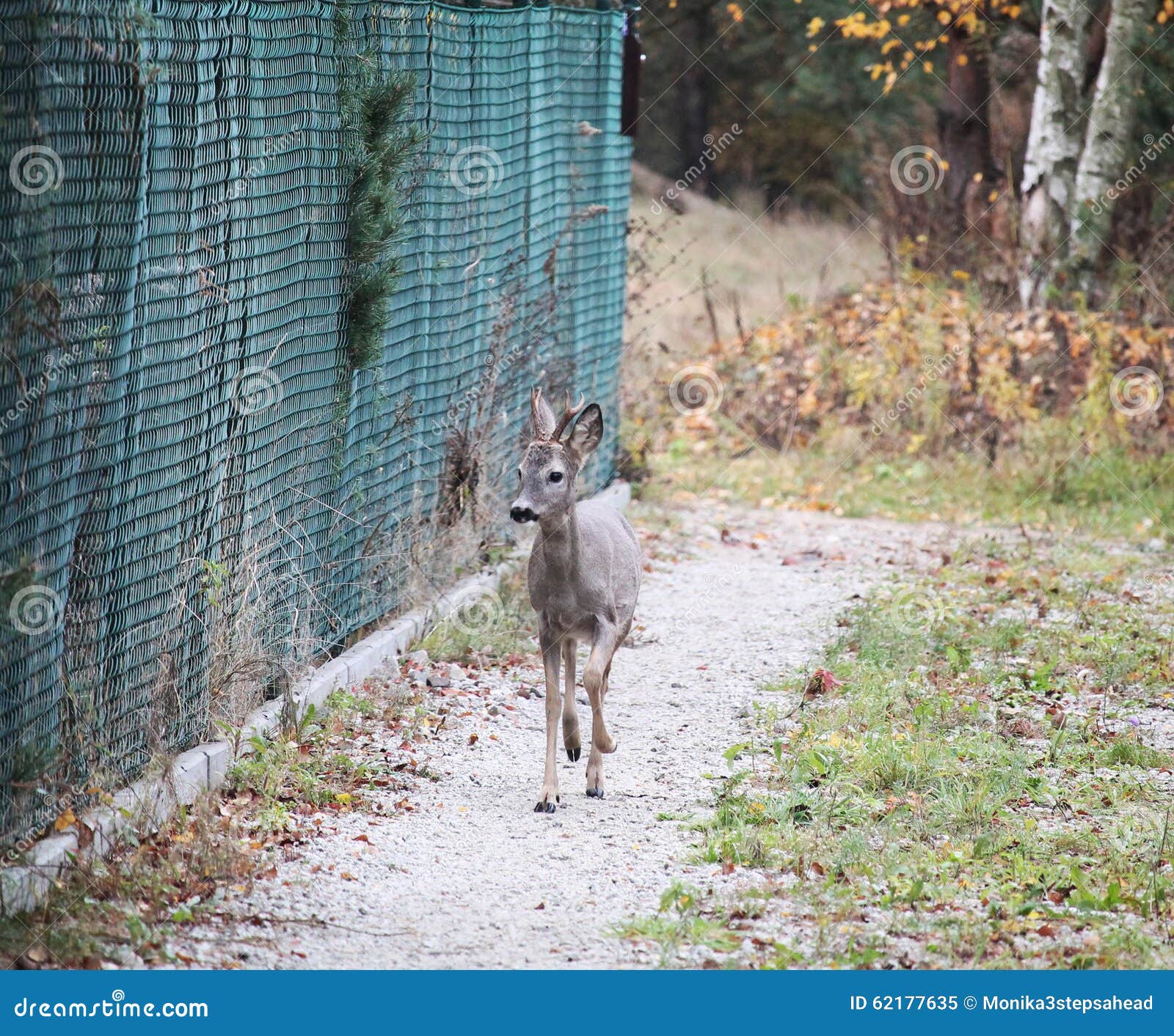Male roe-deer on way home stock image. Image of home - 62177635