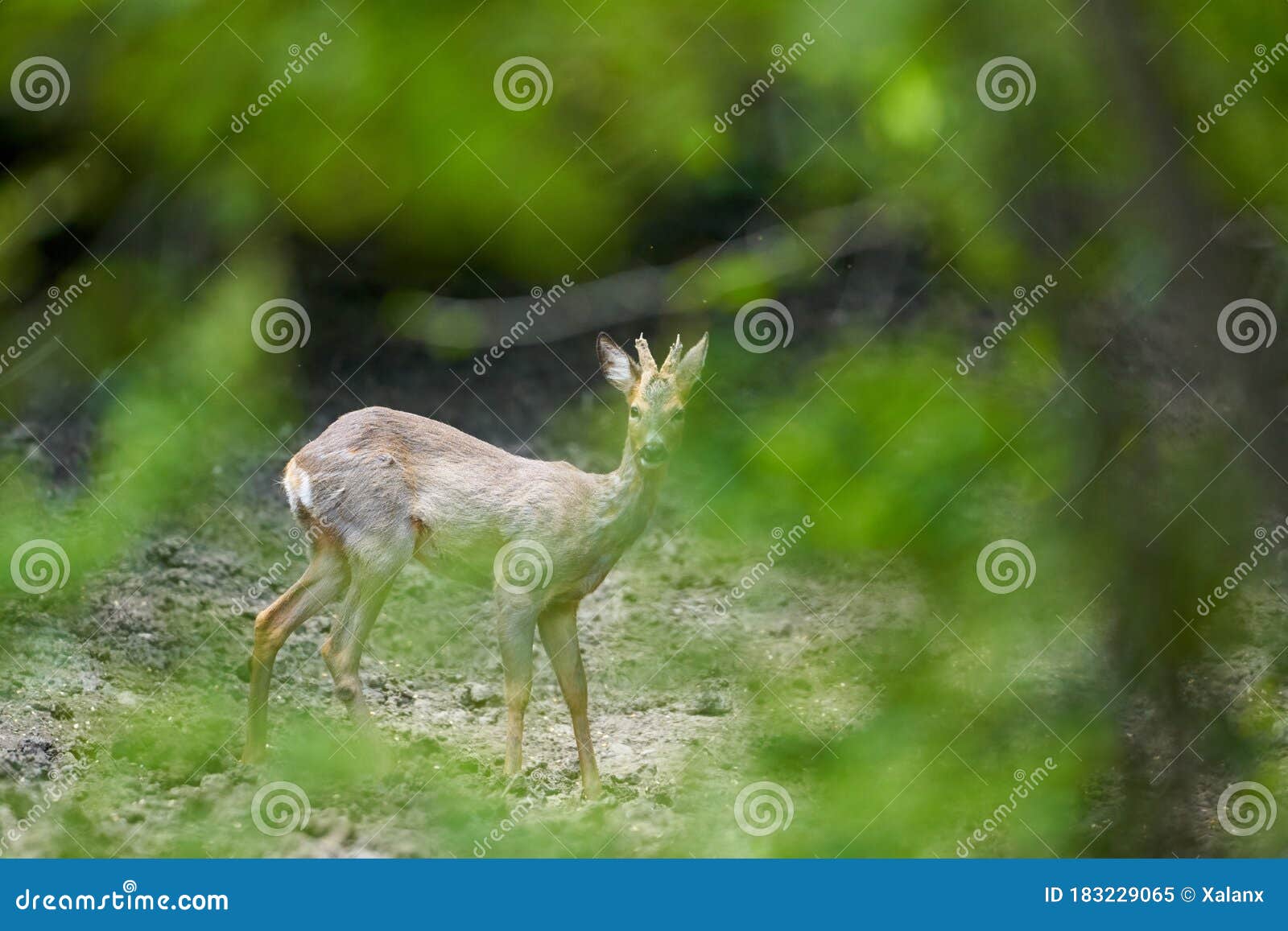 Male roebuck by the forest stock image. Image of wilderness - 183229065