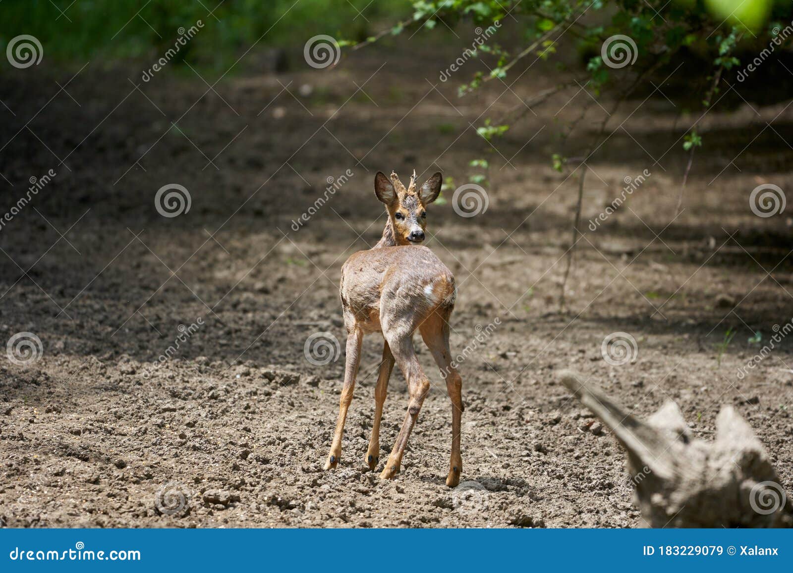 Male roebuck by the forest stock image. Image of ground - 183229079