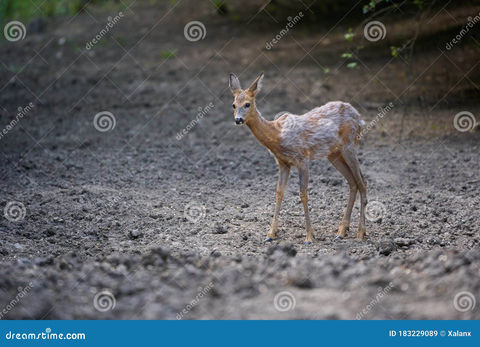 Male roebuck by the forest stock image. Image of european - 183229089