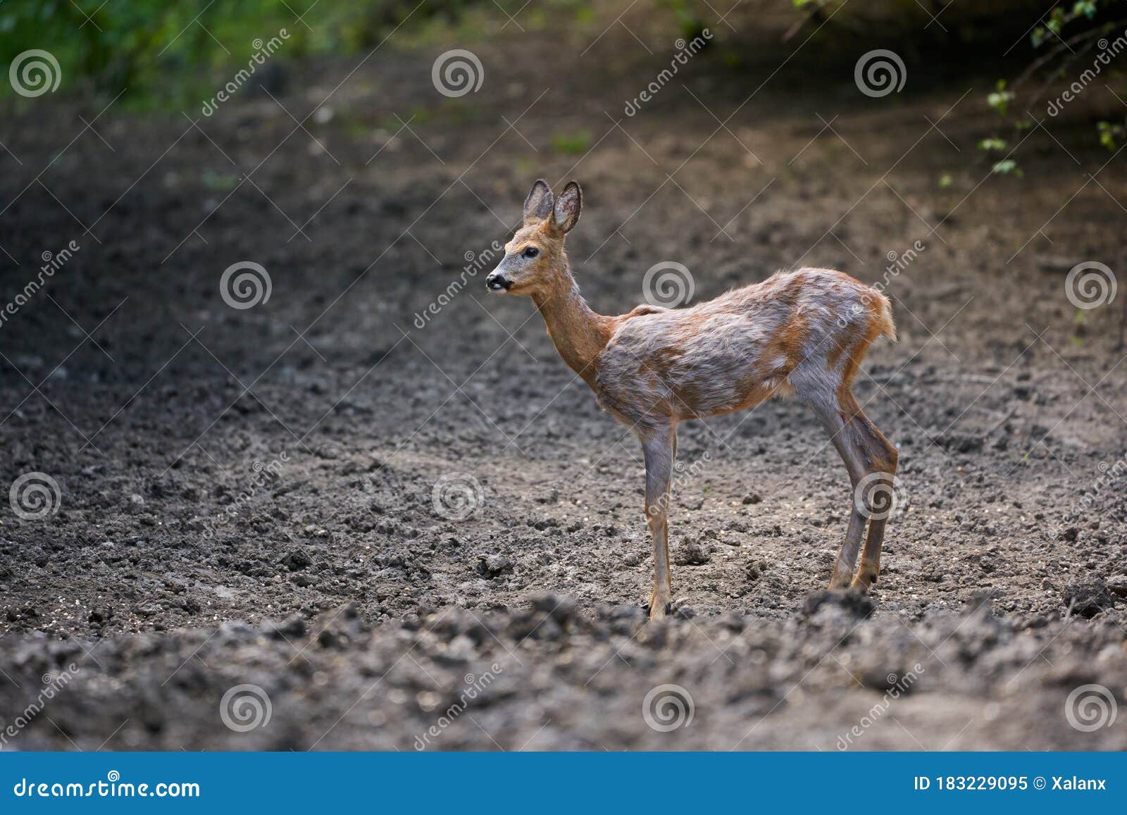 Male roebuck by the forest stock image. Image of orange - 183229095