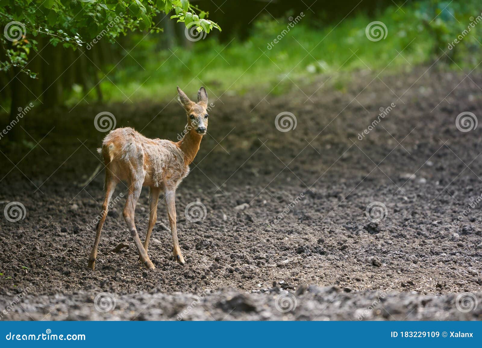 Male roebuck by the forest stock image. Image of beautiful - 183229109