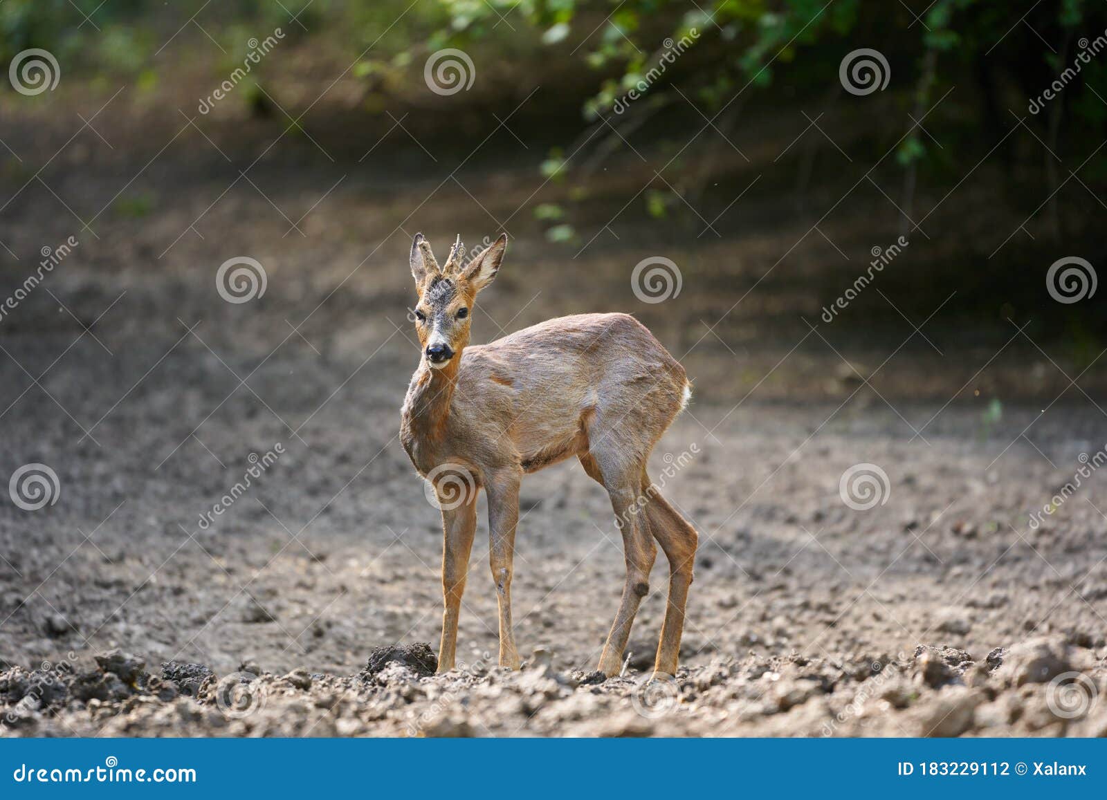Male roebuck by the forest stock photo. Image of tail - 183229112