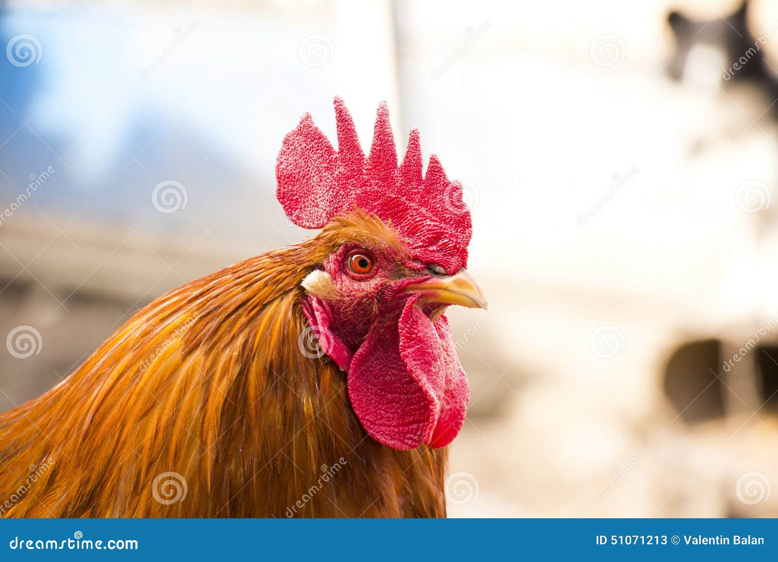 Male Rooster stock image. Image of coop, chicken, island - 51071213