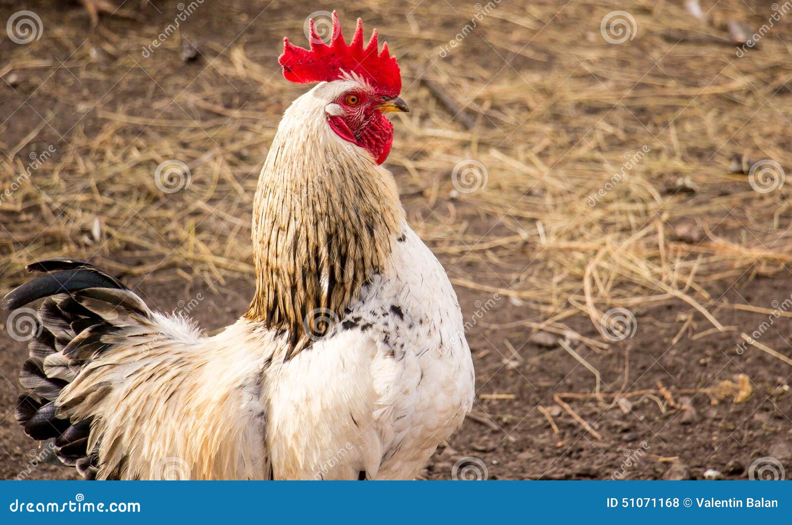 Male Rooster stock photo. Image of cockle, livestock - 51071168