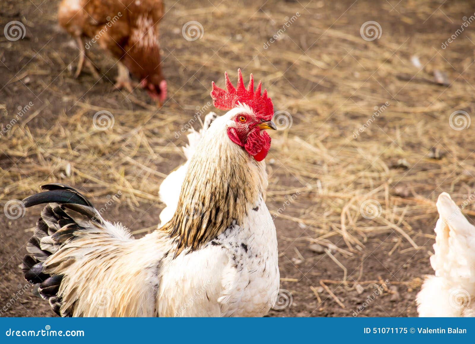 Male Rooster stock image. Image of feathers, natural - 51071175