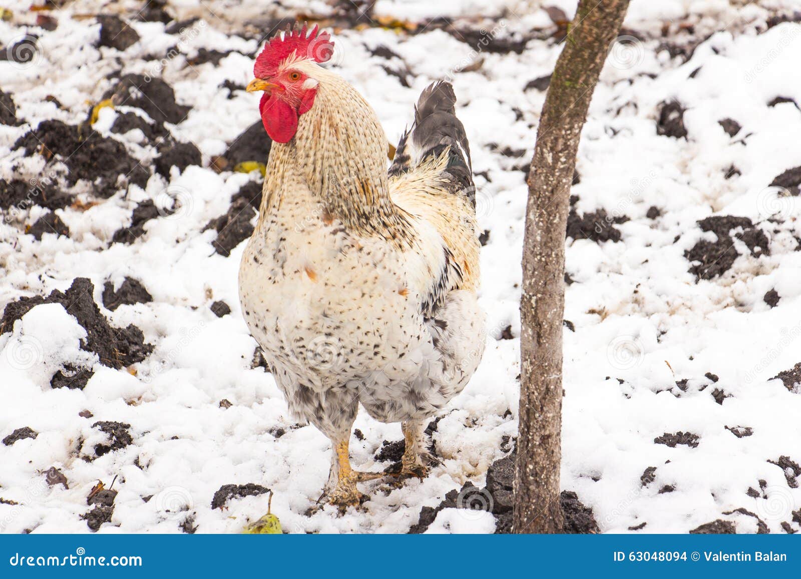 Male Rooster stock photo. Image of creature, agriculture - 63048094