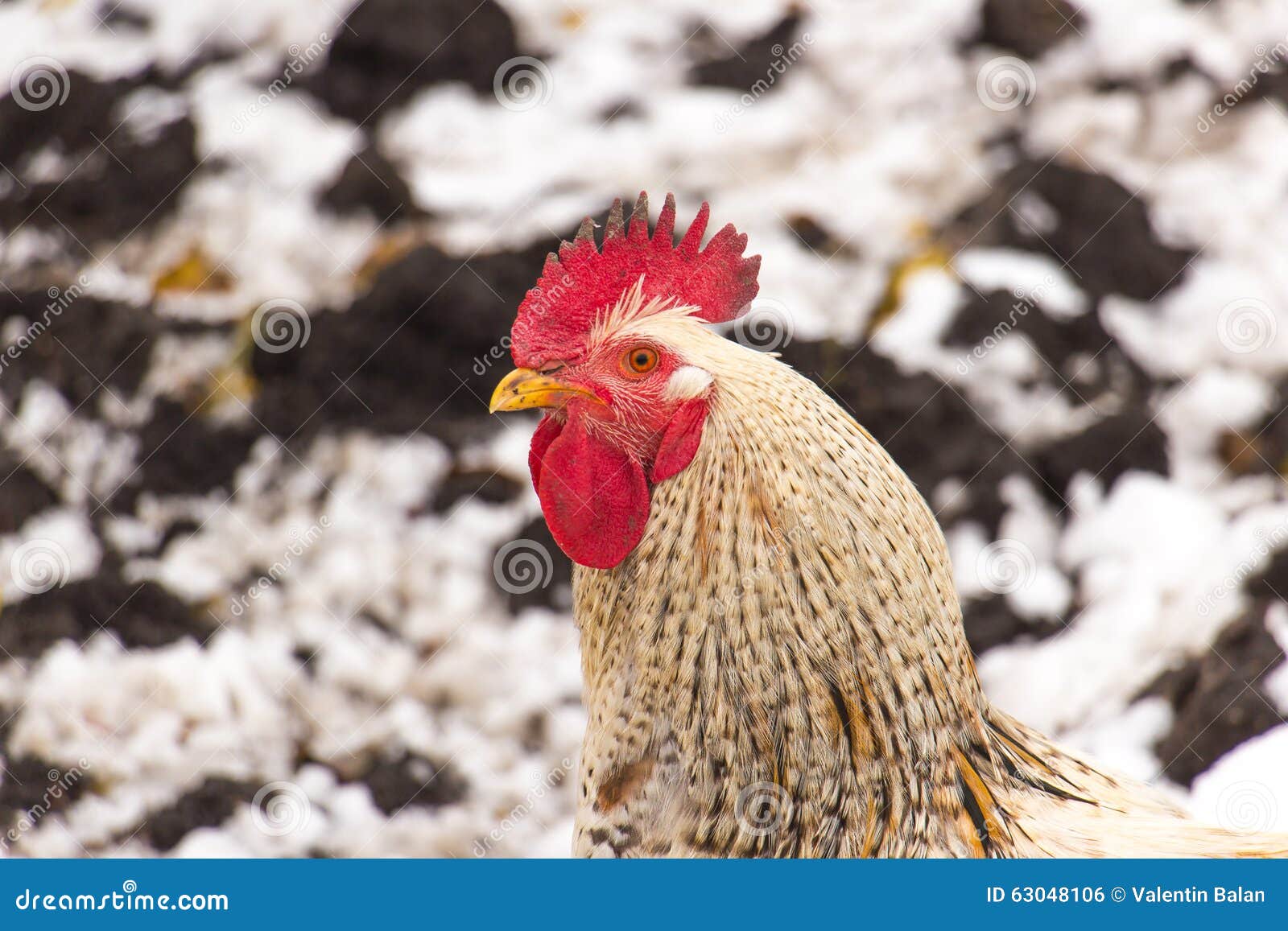 Male Rooster stock photo. Image of coop, chick, fowl - 63048106