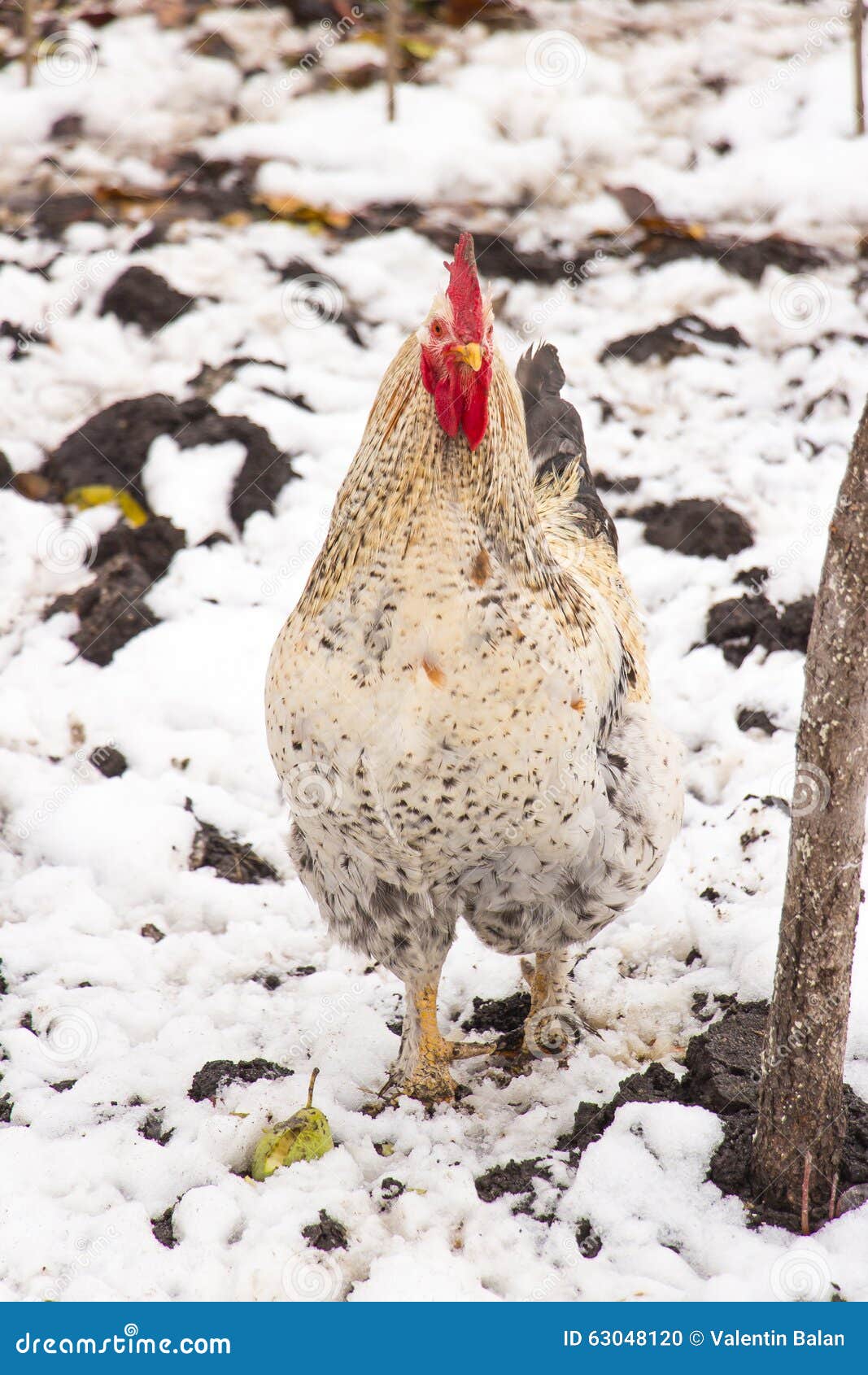 Male Rooster stock photo. Image of cockle, natural, bird - 63048120
