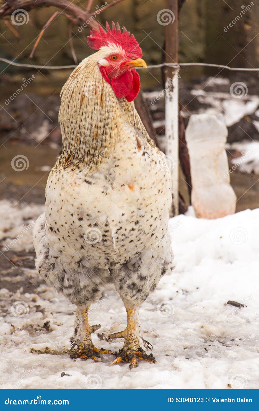 Male Rooster stock image. Image of breed, cockle, island - 63048123