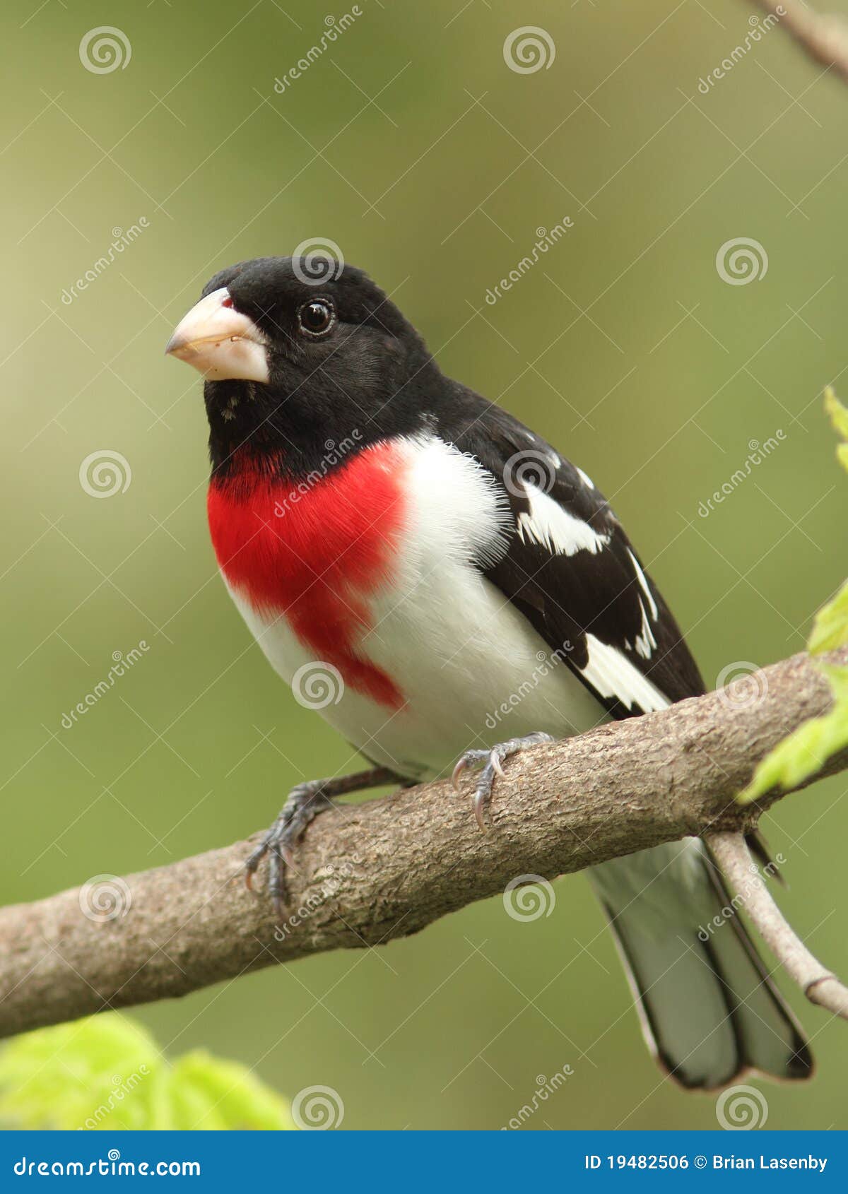 Male Rose-breasted Grosbeak Stock Photo - Image of east, passerine ...