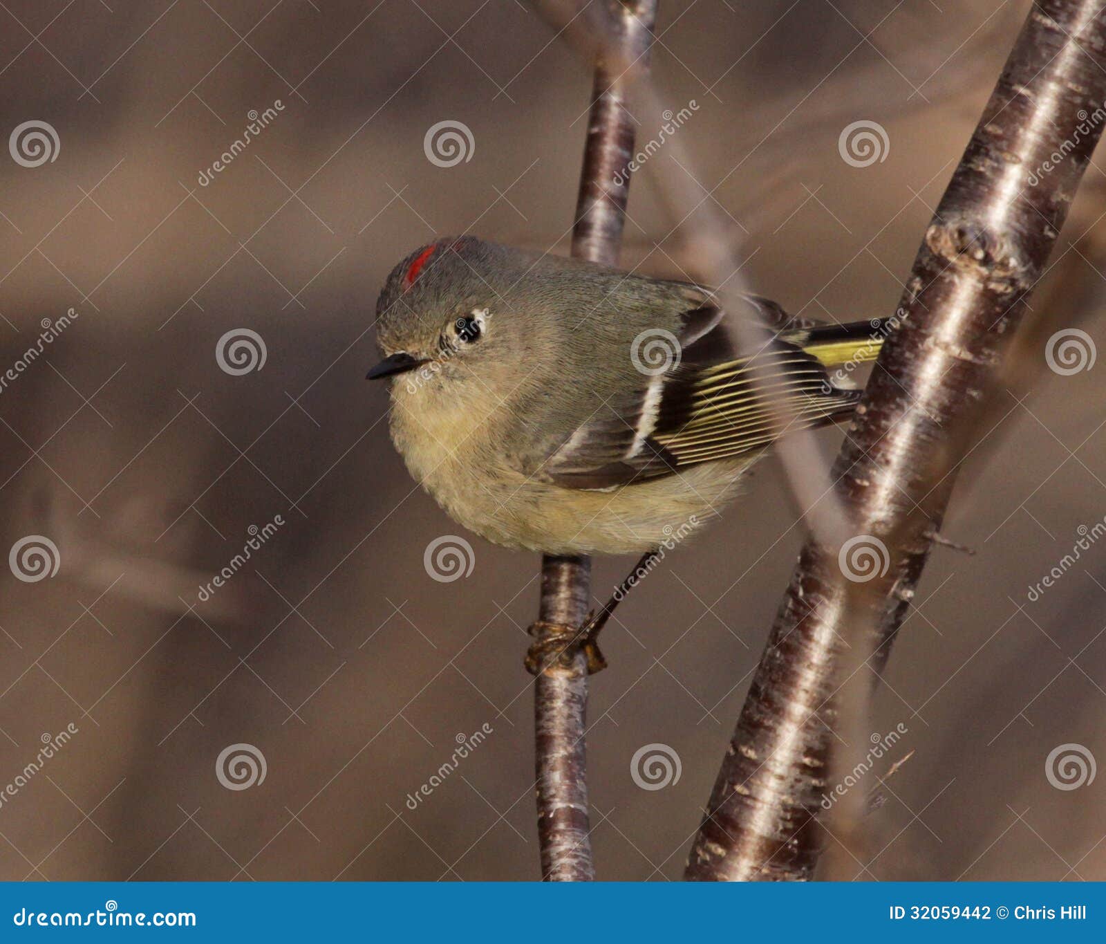 Male Ruby-crowned Kinglet stock photo. Image of ruby - 32059442