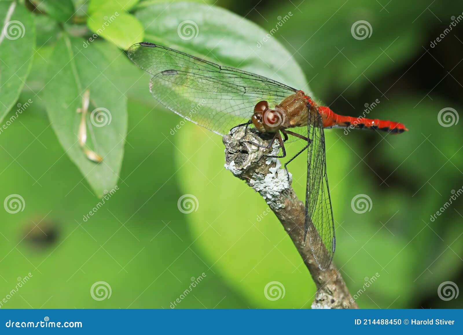 Male Ruby Meadowhawk Dragonfly, Sympetrum Rubicundulum, on a Twig Stock Photo - Image of outdoor ...