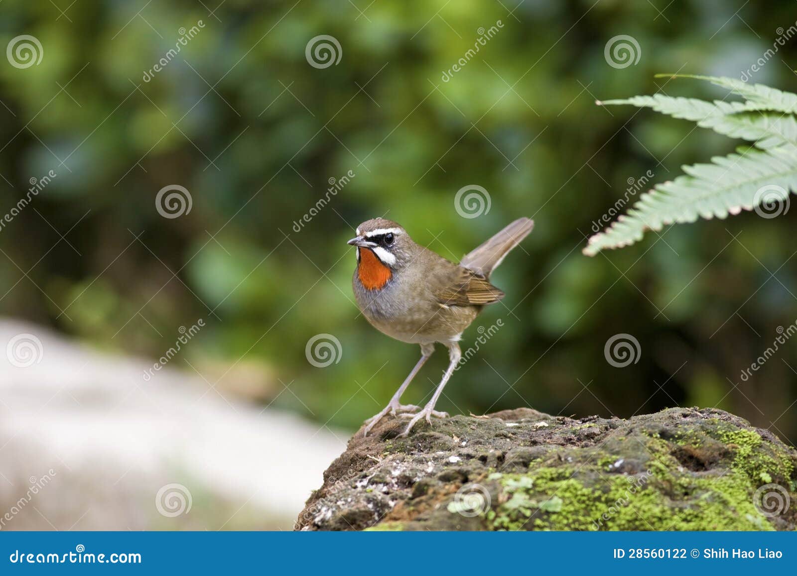 Male Ruby-throat,Luscinia Calliope Stock Photo - Image of beautiful ...