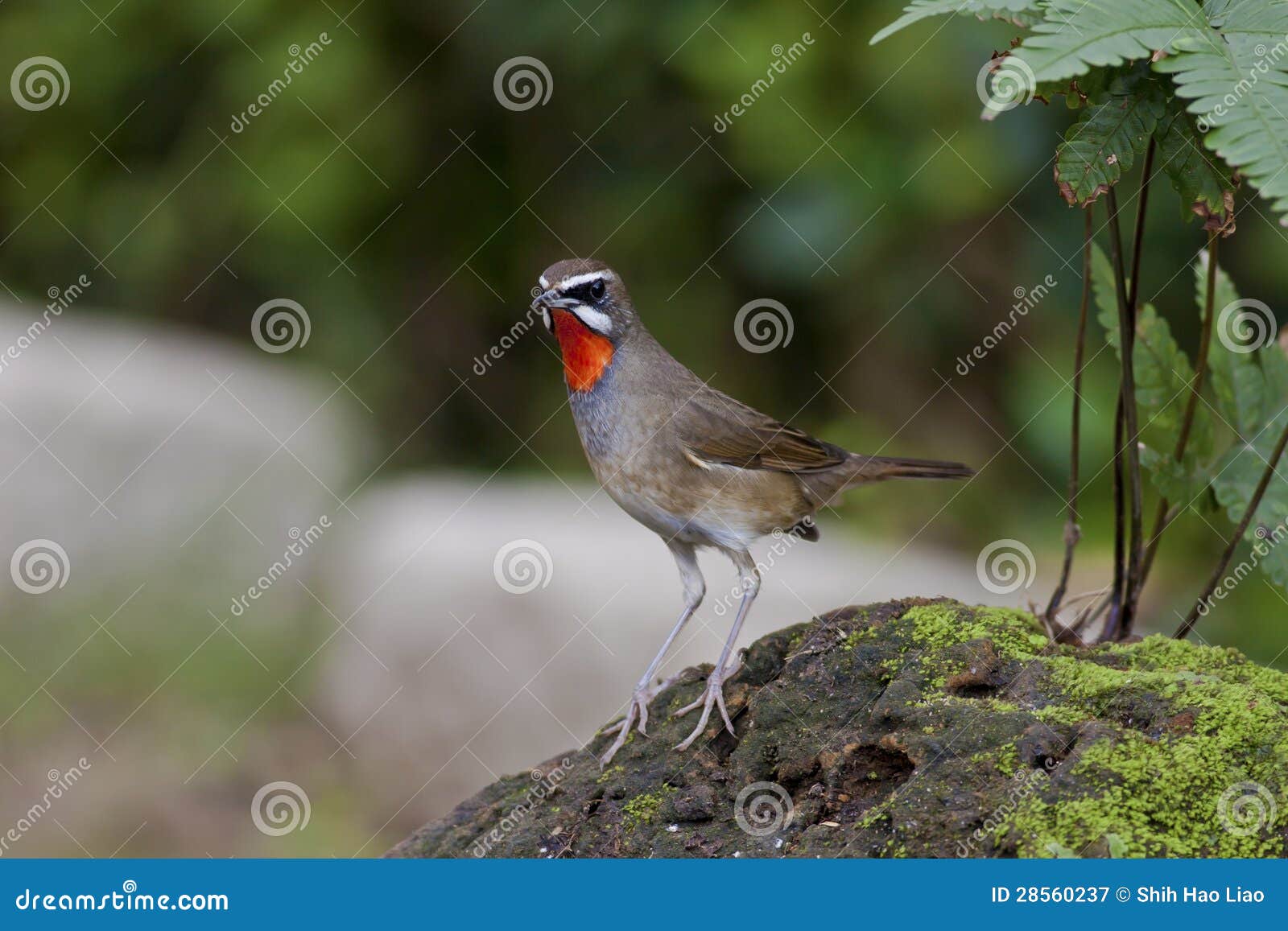 Male Ruby-throat,Luscinia Calliope Stock Image - Image of season ...