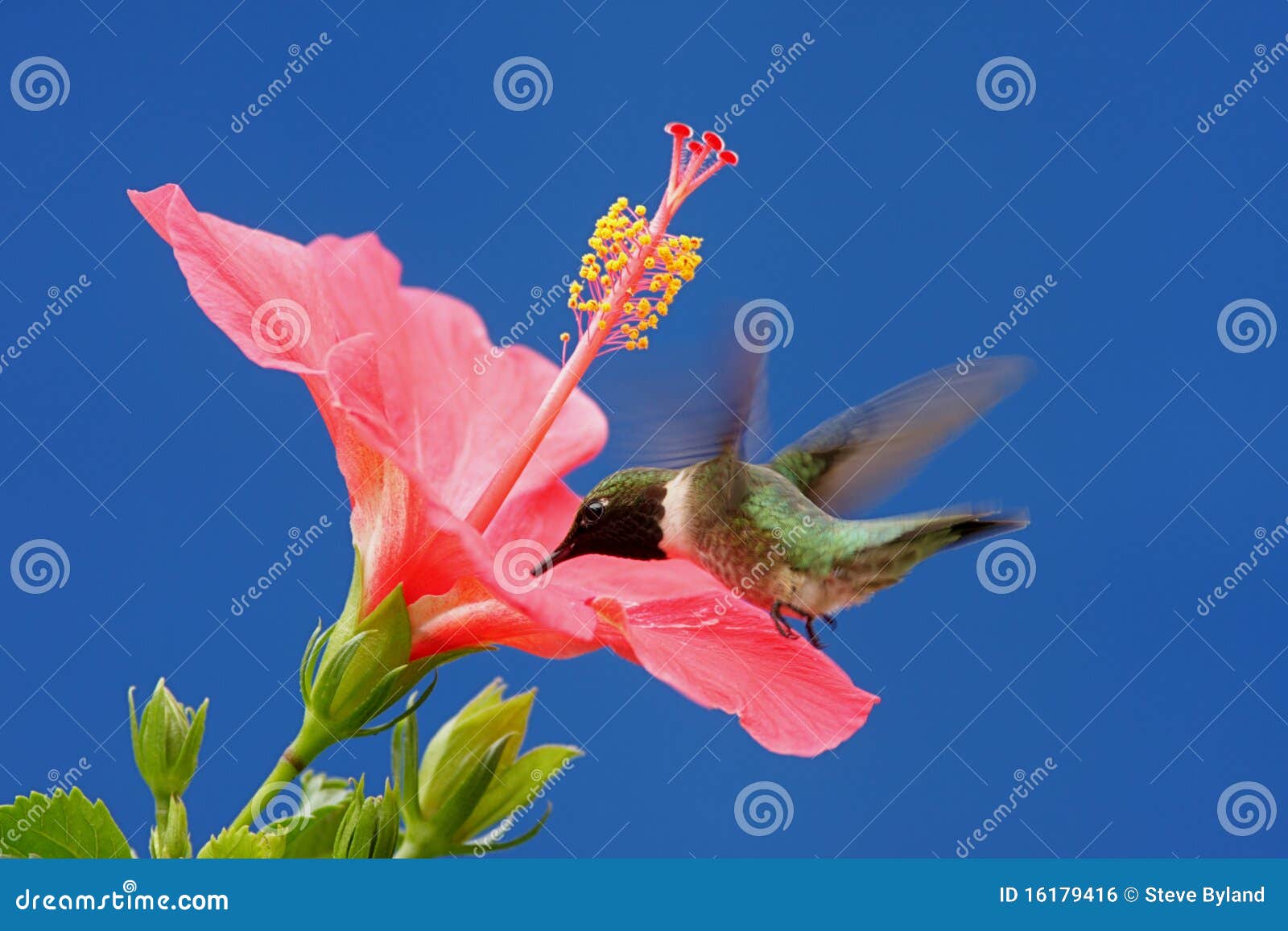 Male Ruby-throated Hummingbird Stock Photo - Image of bird, wing: 16179416