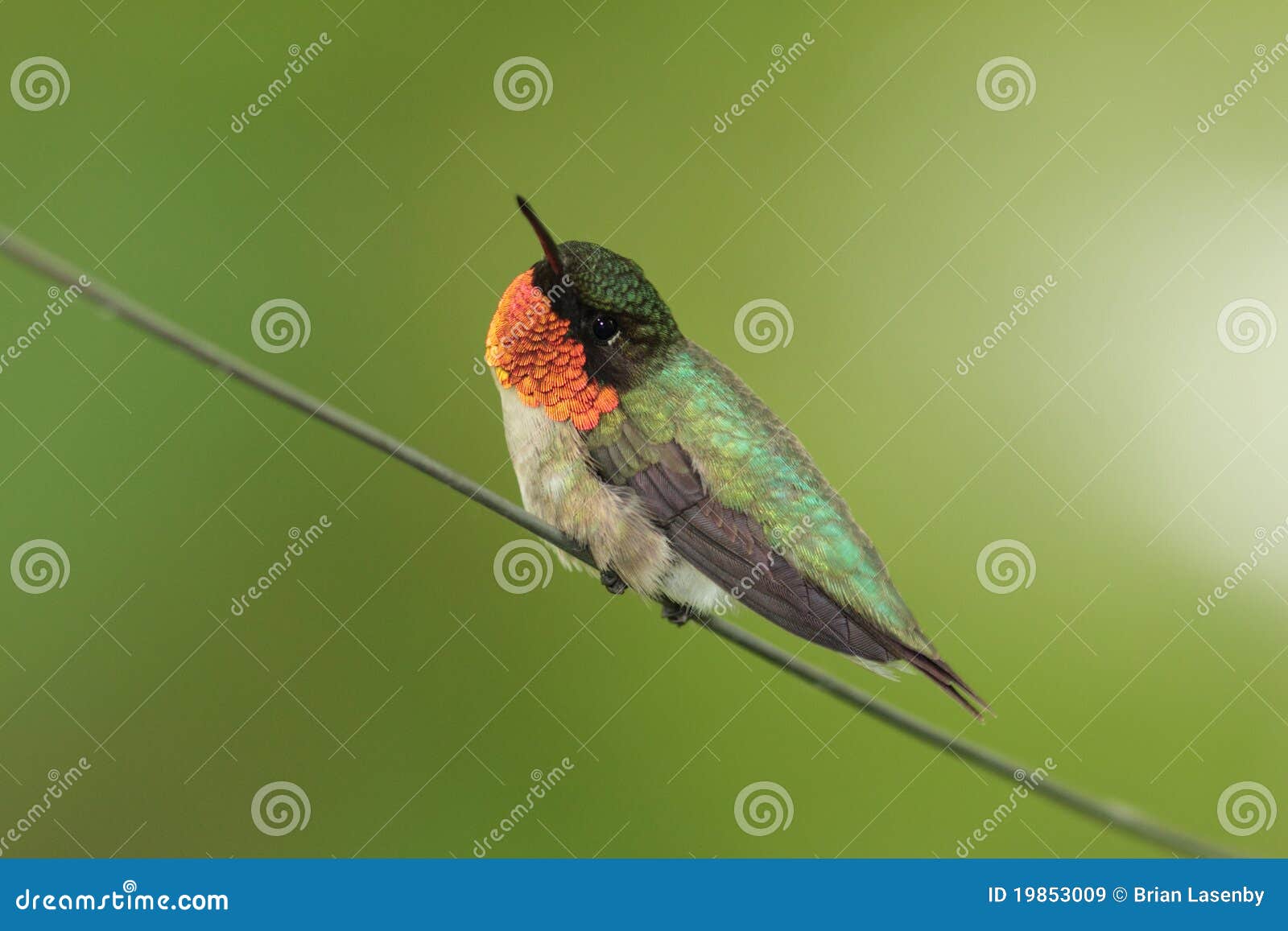 Male Ruby-throated Hummingbird Stock Image - Image of north, ontario ...