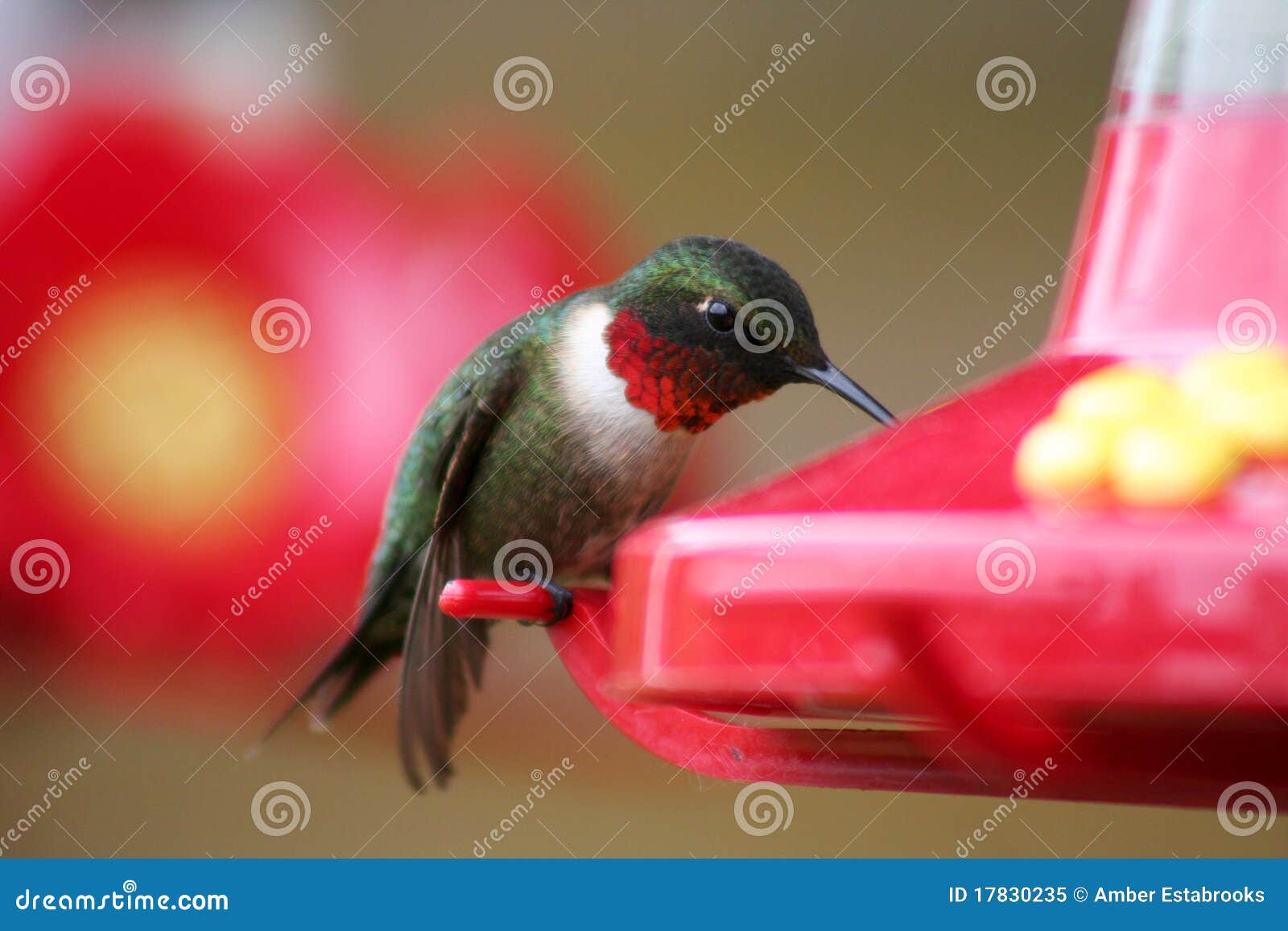 Male Ruby-throated Hummingbird at Feeder Stock Image - Image of close ...