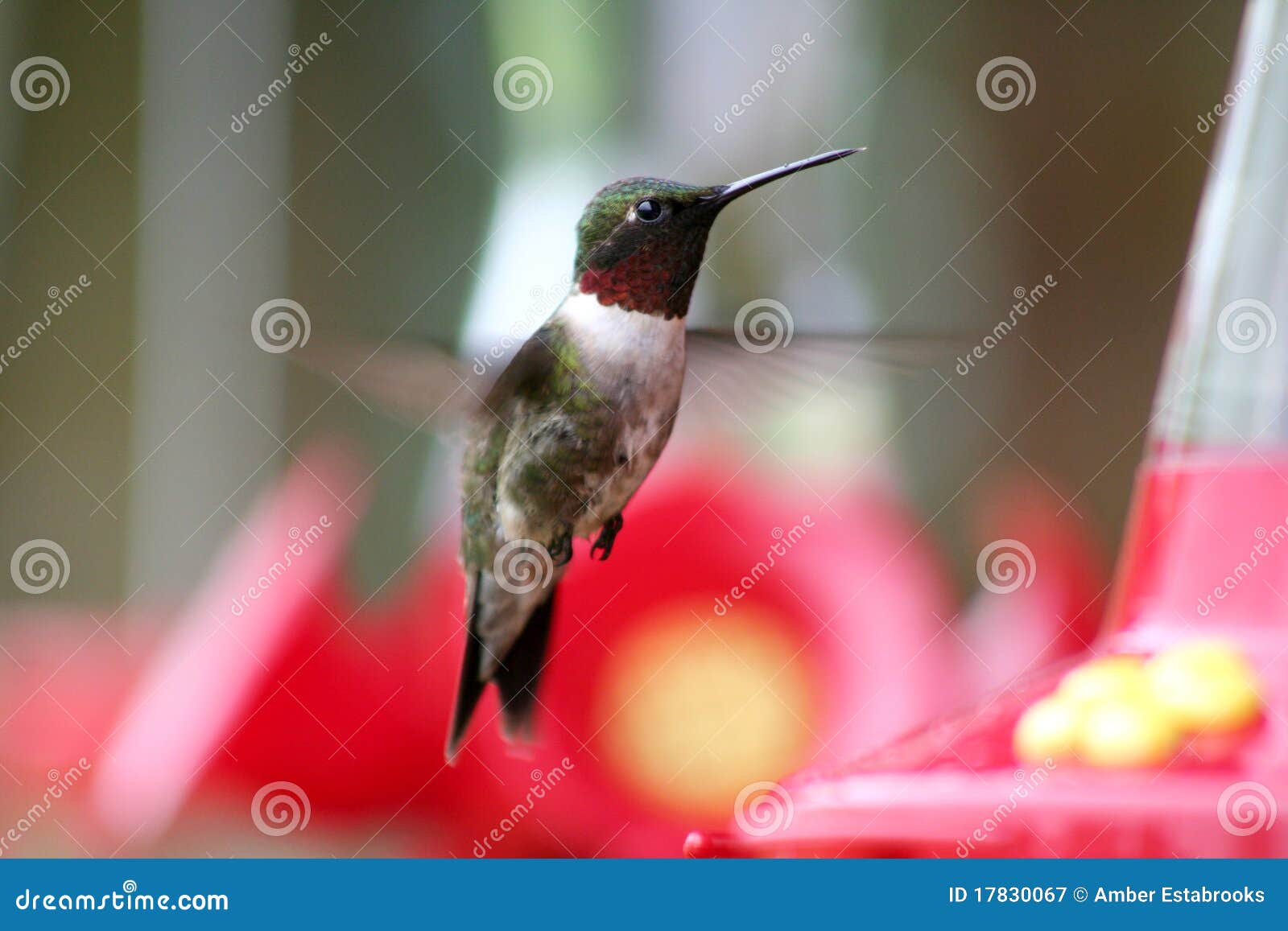 Male Ruby-throated Hummingbird in Flight Stock Image - Image of patch ...