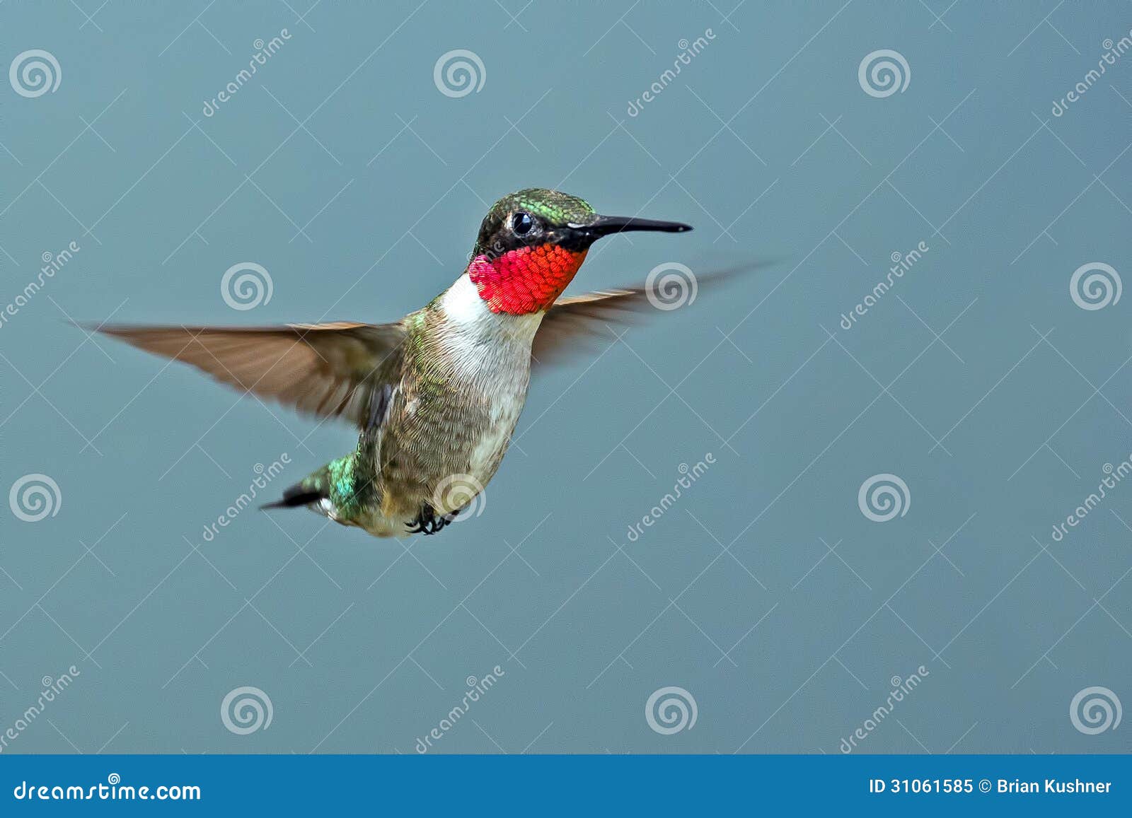 Male Ruby-throated Hummingbird Stock Image - Image of birding ...