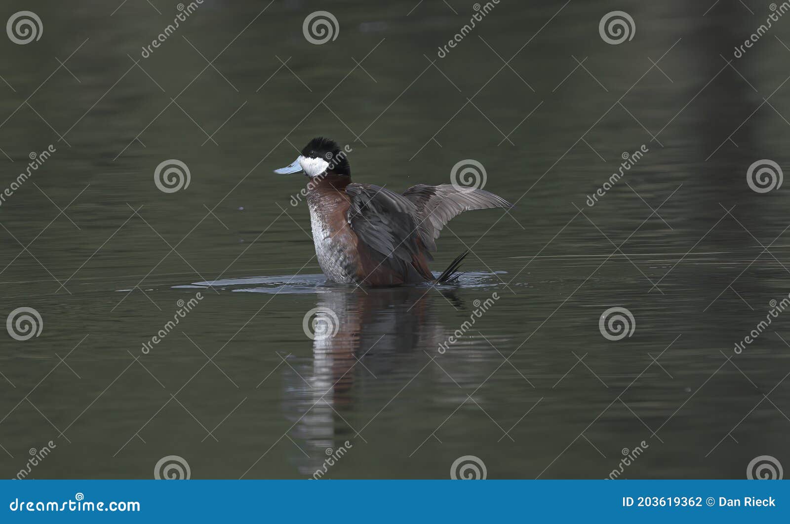 Male Ruddy Duck in Breeding Colors Stock Photo - Image of swan ...