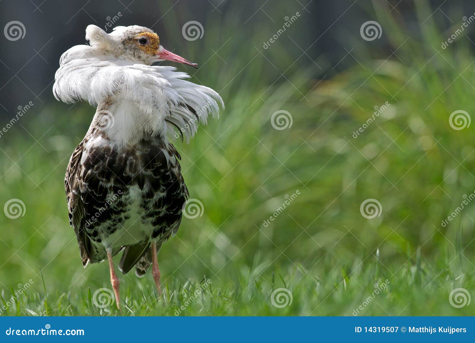 Male Ruff Royalty Free Stock Photography - Image: 14319507