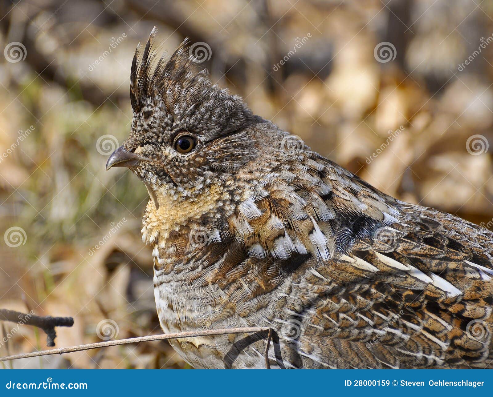 Male Ruffed Grouse stock image. Image of chukar, spruce - 28000159