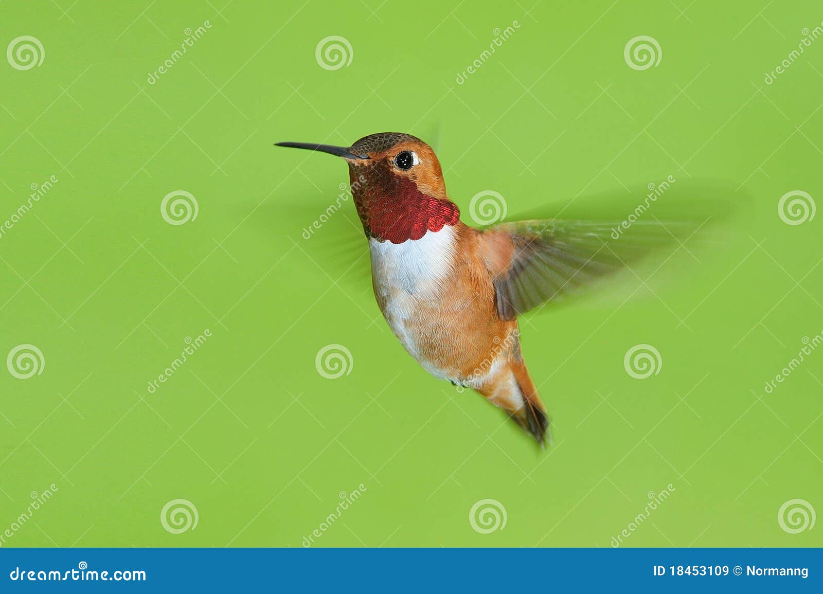 Male rufous Hummingbird stock image. Image of bird, flying - 18453109