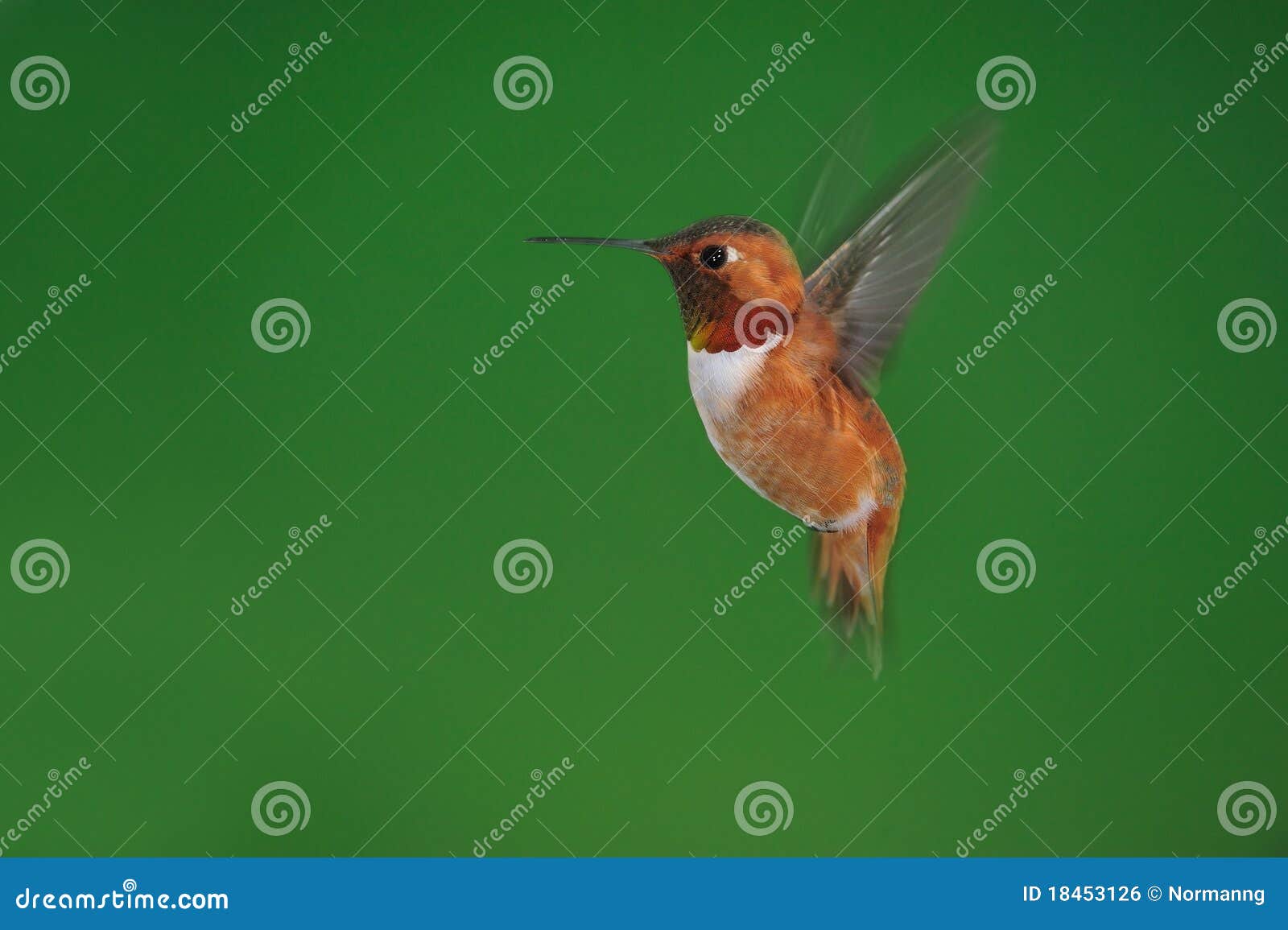 Male rufous Hummingbird stock photo. Image of bird, hummingbird - 18453126