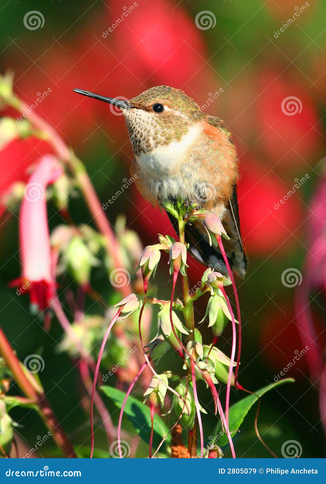Male Rufous hummingbird stock image. Image of resting - 2805079