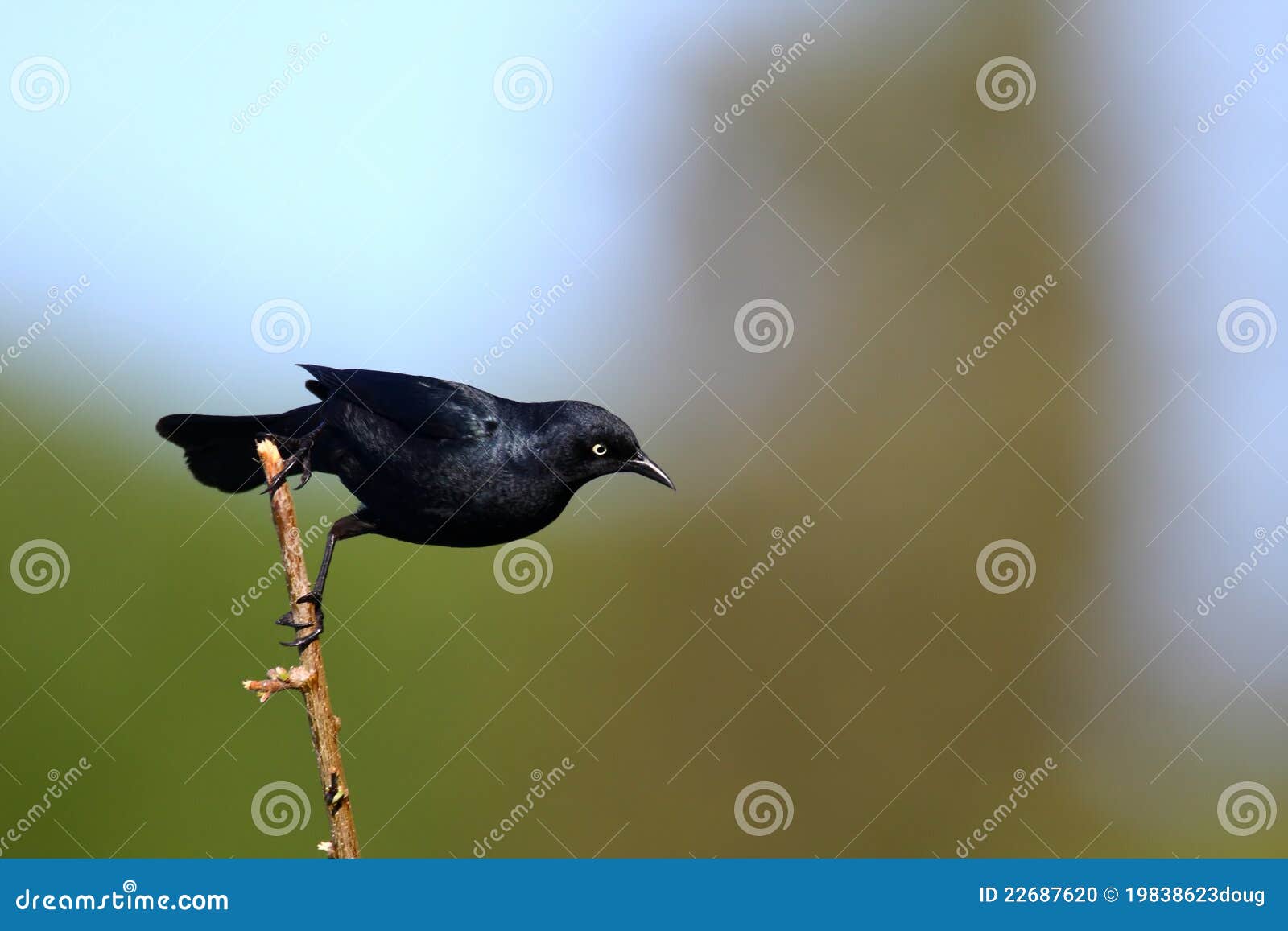 Male Rusty Blackbird stock photo. Image of perch, bird - 22687620