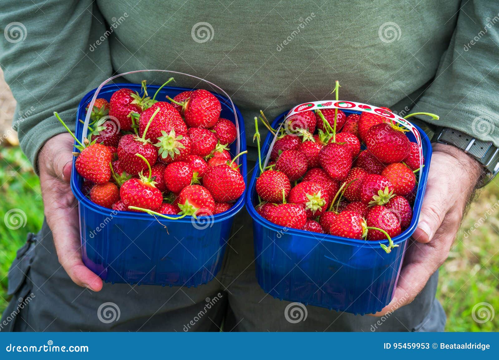 A Male`s Hands Holding a Baskets with Freshly Picked Fruit Stock Image ...