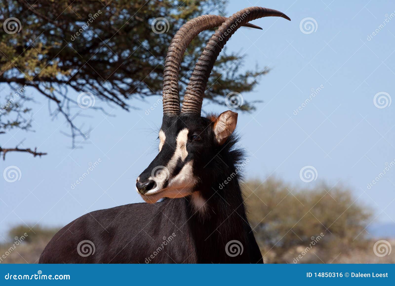 Male sable antelope stock photo. Image of wild, wilderness - 14850316